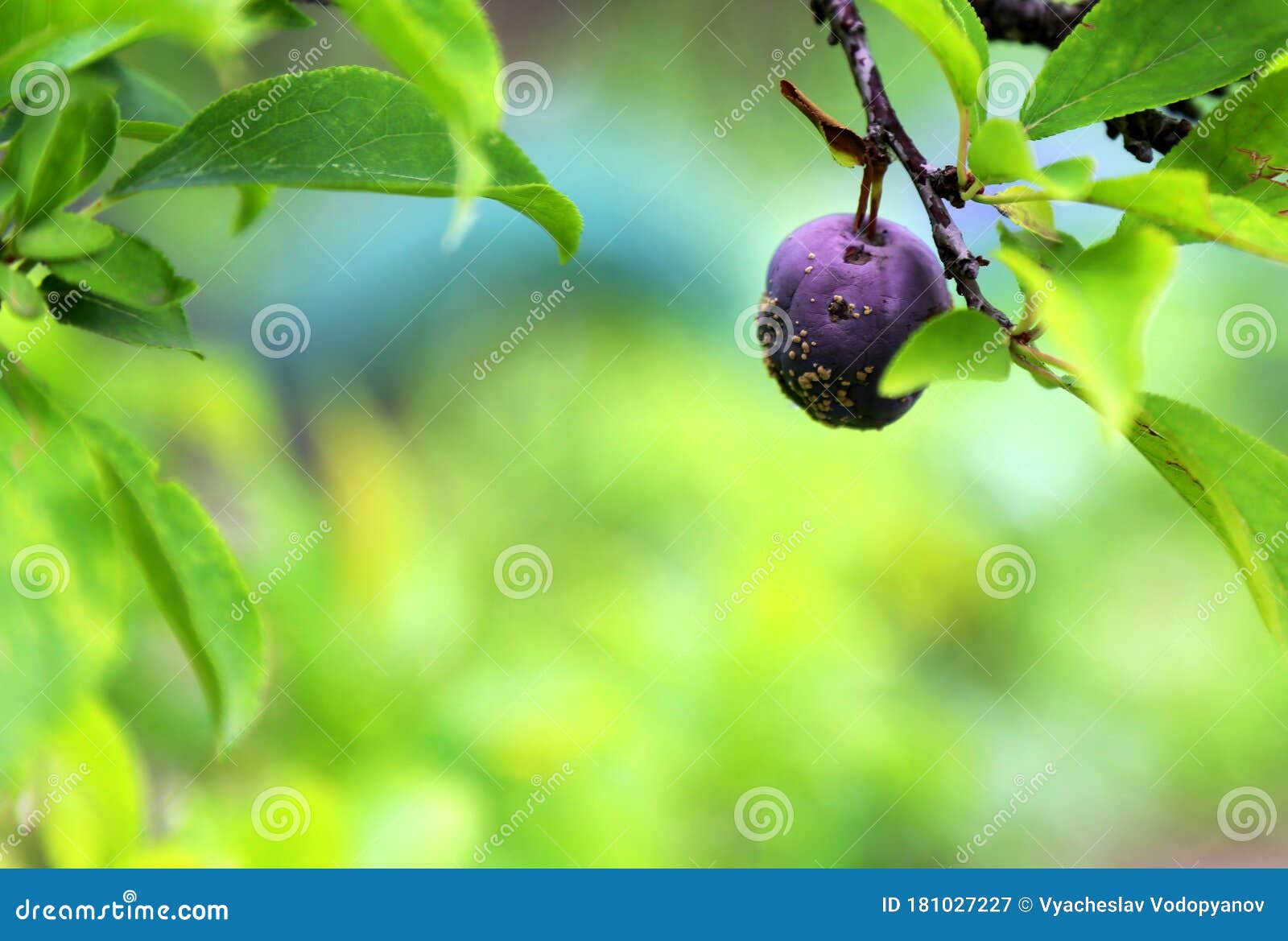 Stale Plum Stock Photos - Free & Royalty-Free Stock Photos from Dreamstime