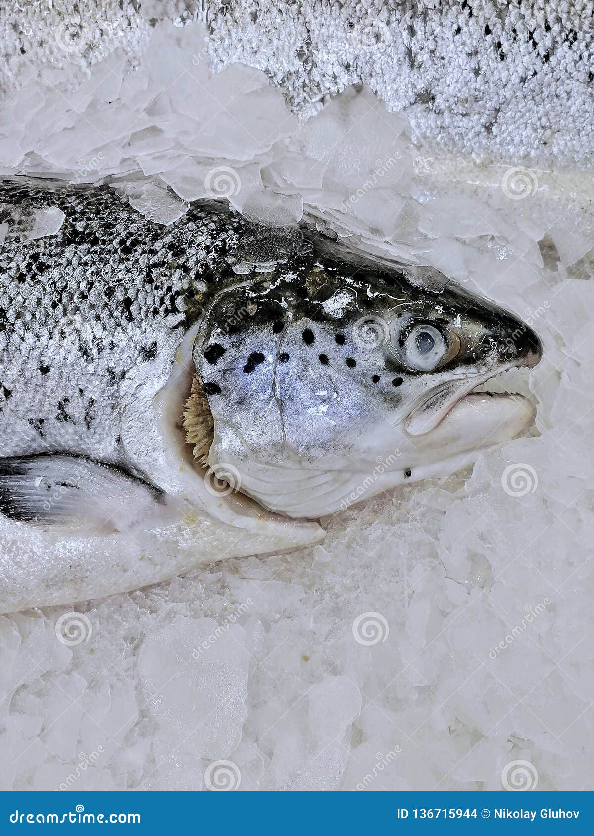 Stale red fish stock photo. Image of stale, supermarket - 136715944