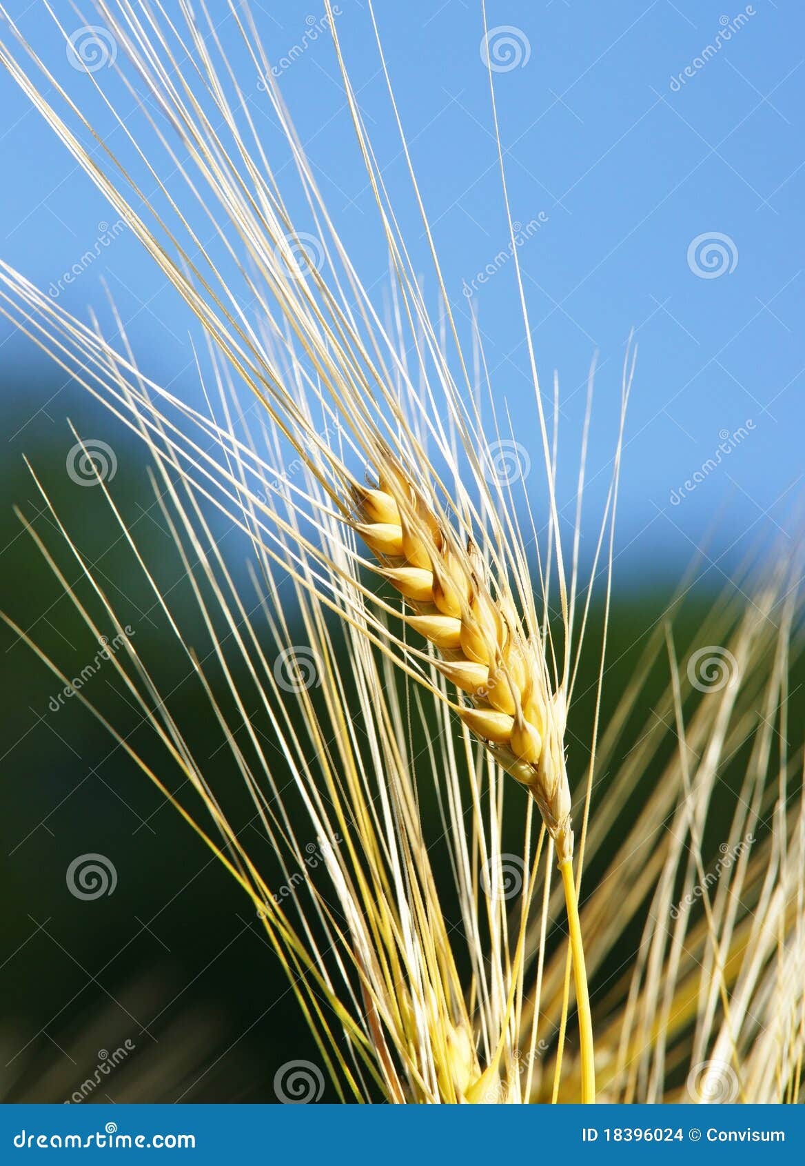 Stalk of barley close up stock photo. Image of natural - 18396024