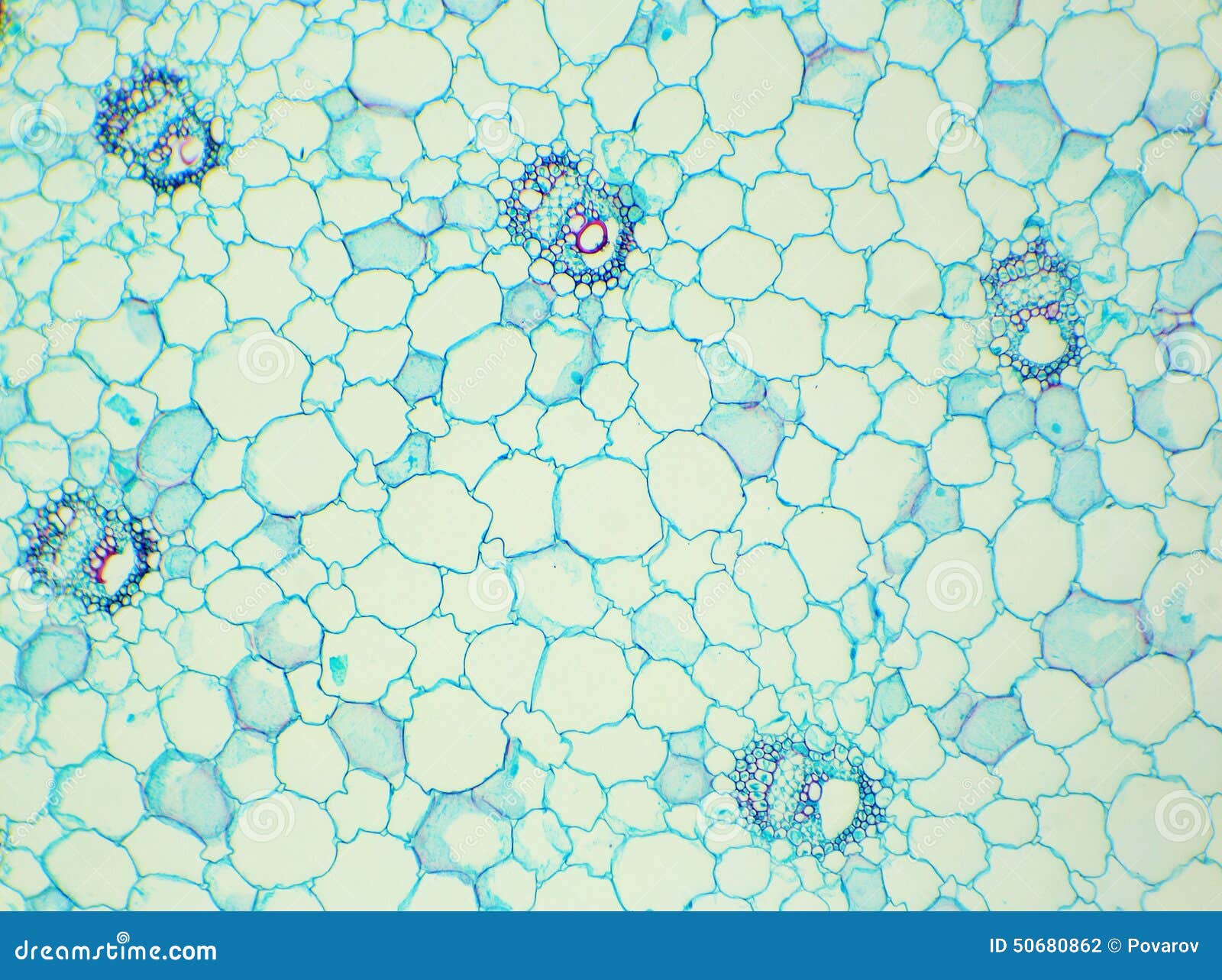 Stalk Of A Cereal Cross-section Under The Microscope (Corn Stem Royalty ...