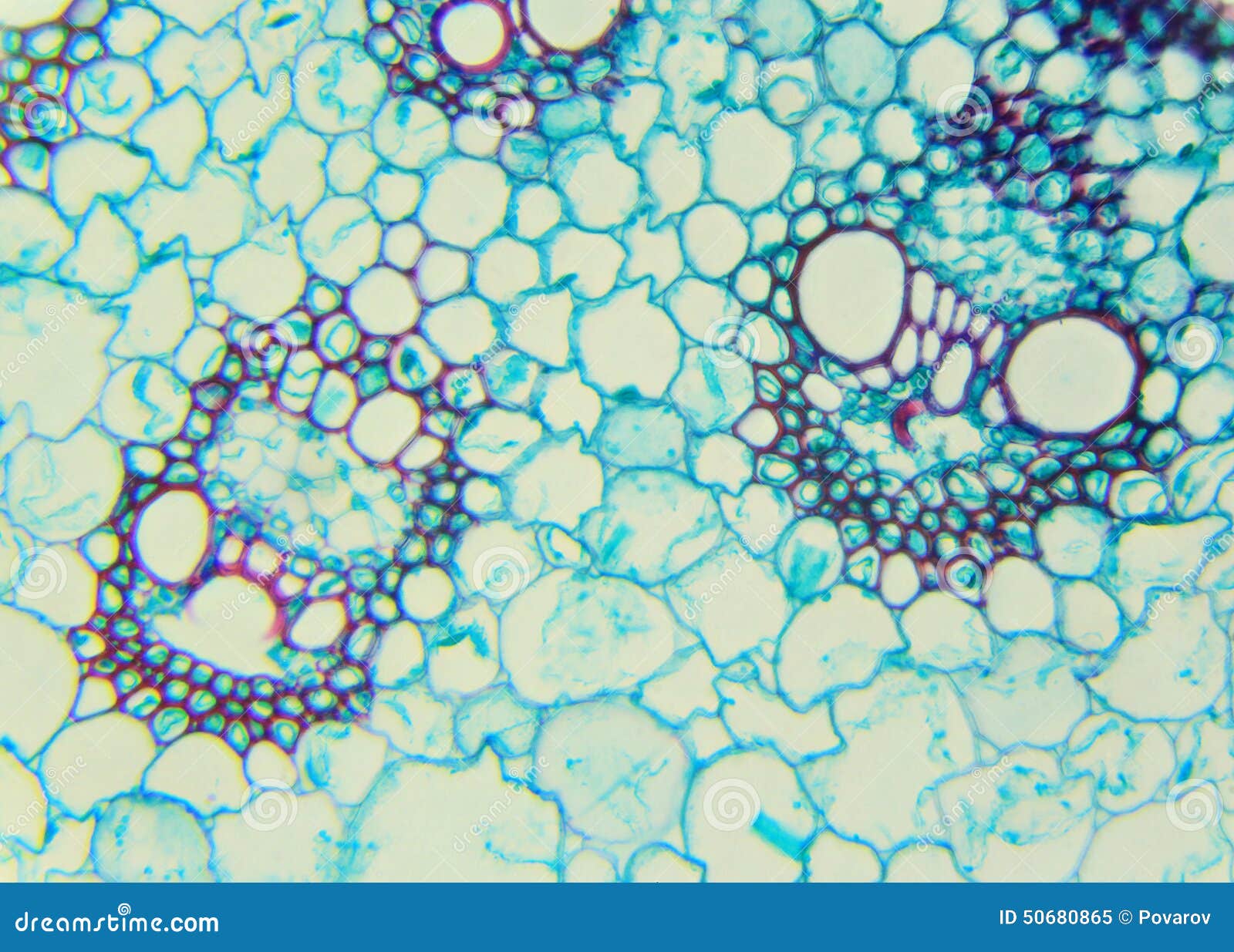Stalk Of A Cereal Cross-section Under The Microscope (Corn Stem Royalty ...