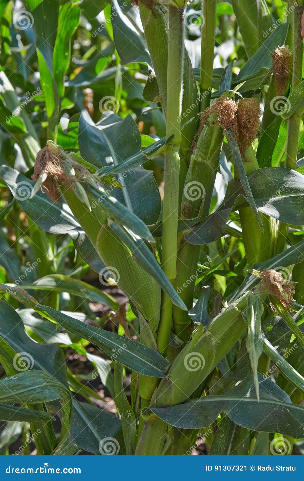 A Stalk of Corn with Three Ears Stock Image - Image of plants, yield ...