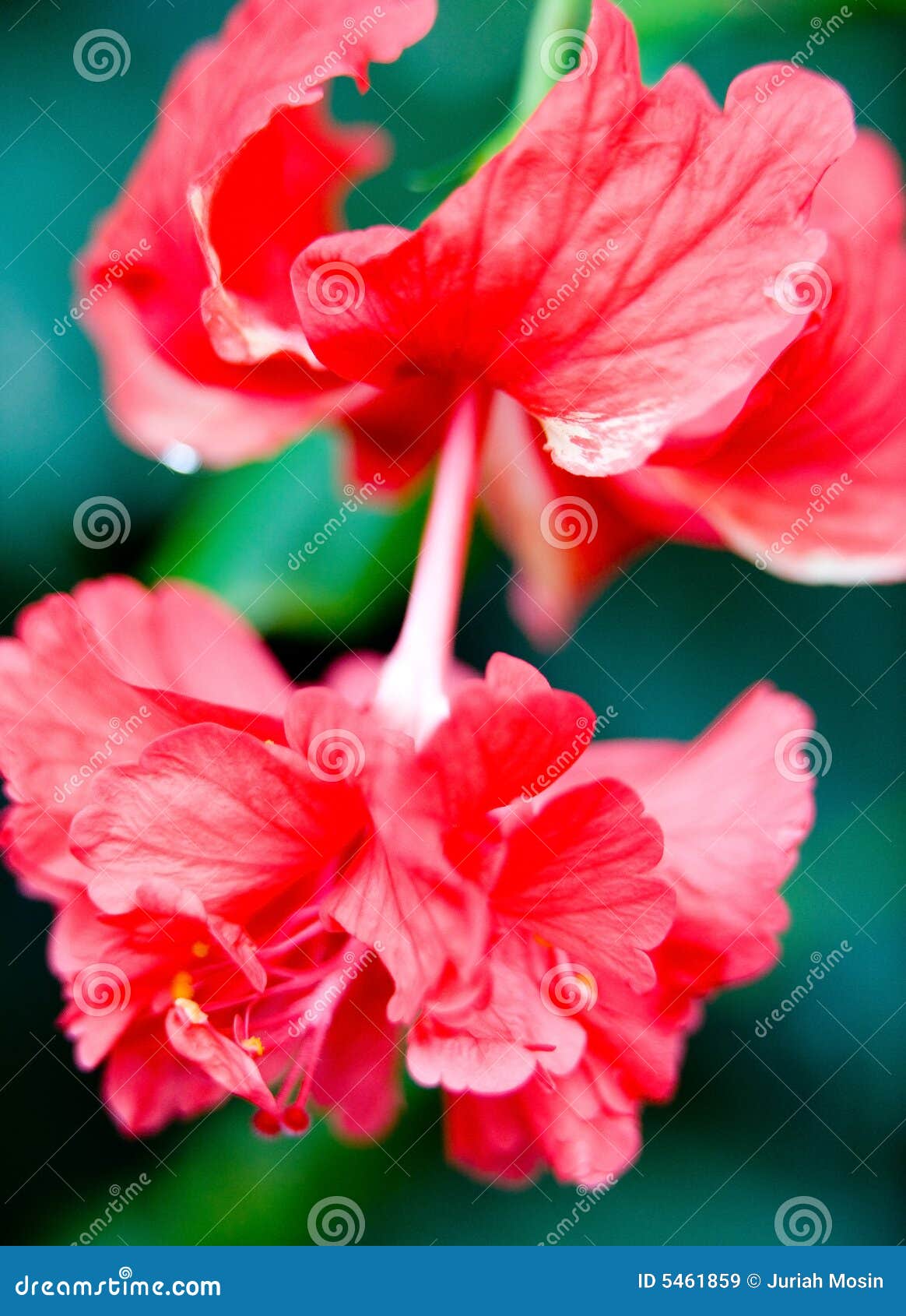 Stalk of Exotic Tropical Red Hibiscus Stock Image - Image of outdoor ...