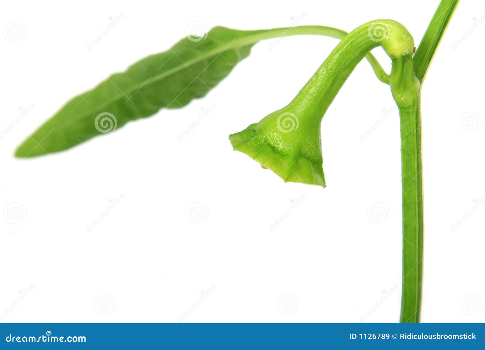 Stalk for Growing Healthy Food Stock Image - Image of good, loss: 1126789