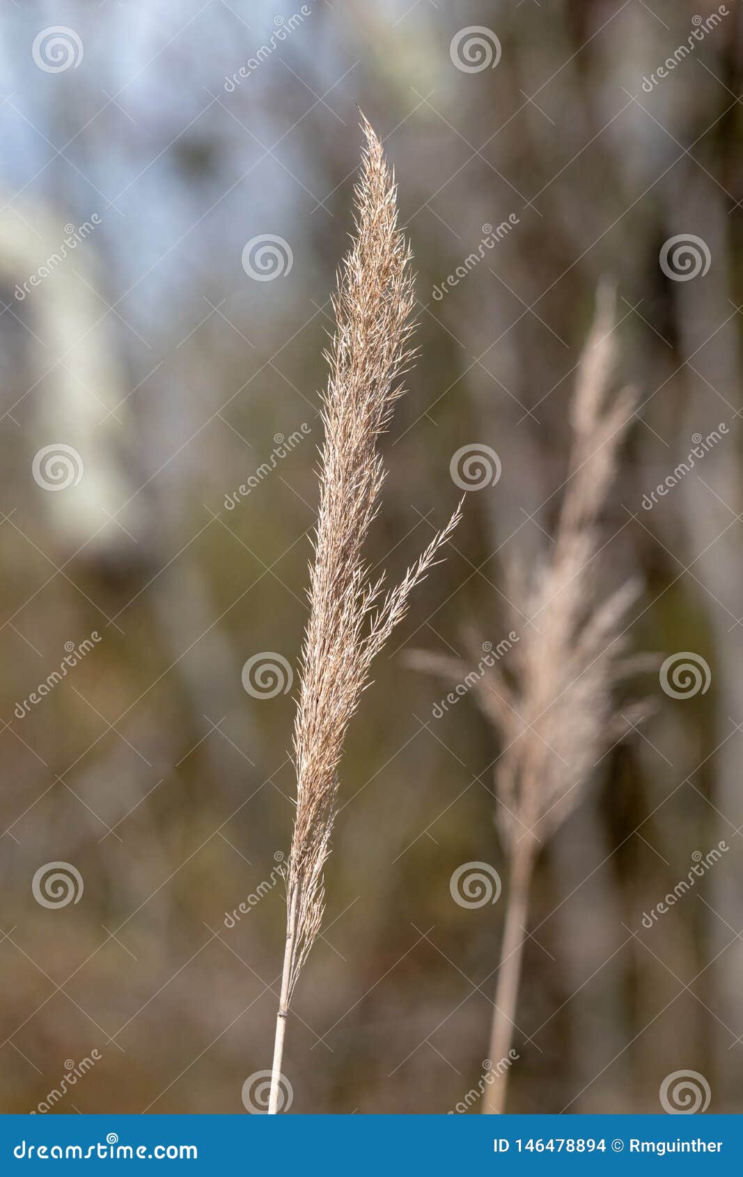 A Stalk of Marsh Grass Closeup Stock Photo - Image of plant, distant ...