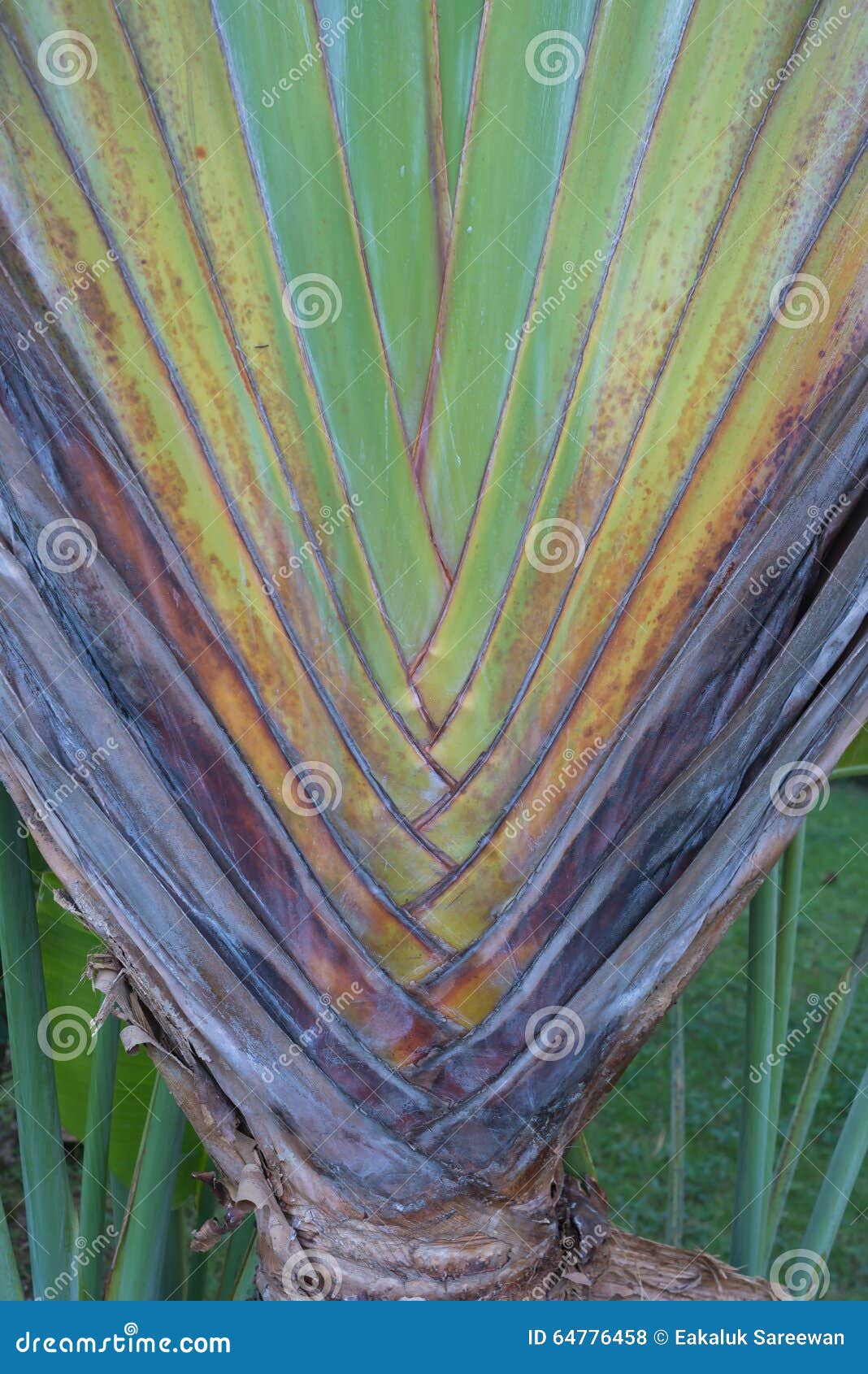 Stalk palm stock photo. Image of travellers, madagascariensis - 64776458