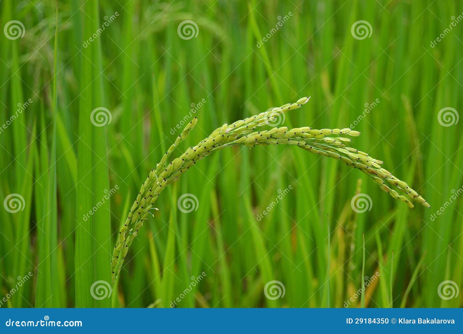 Stalk of rice stock photo. Image of agriculture, grain - 29184350