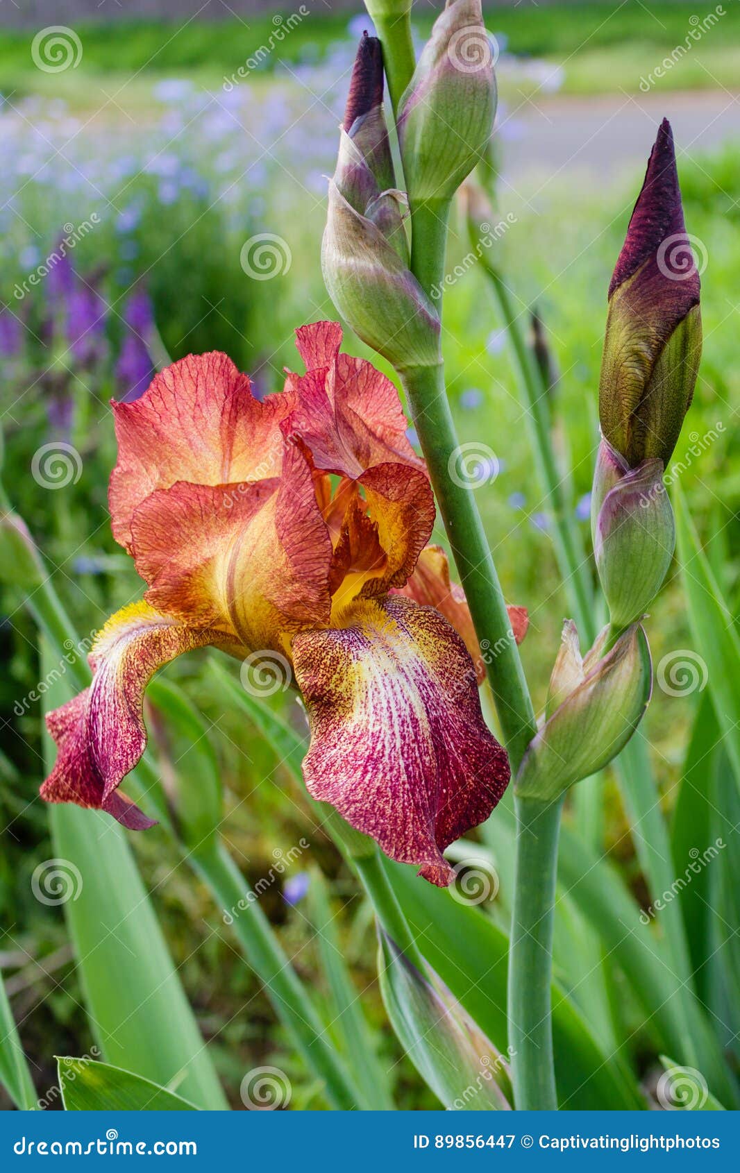 Stalk of Rusty Iris Flowers Stock Image - Image of spring, green: 89856447