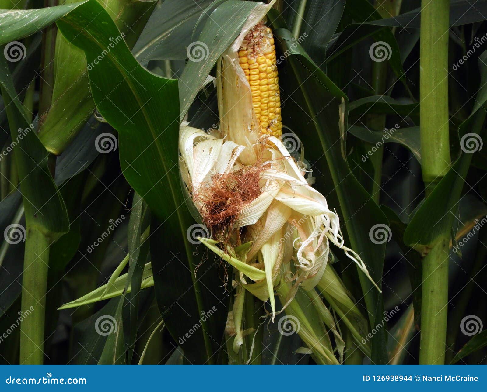Corn On Cornstalk Stock Image | CartoonDealer.com #78588745