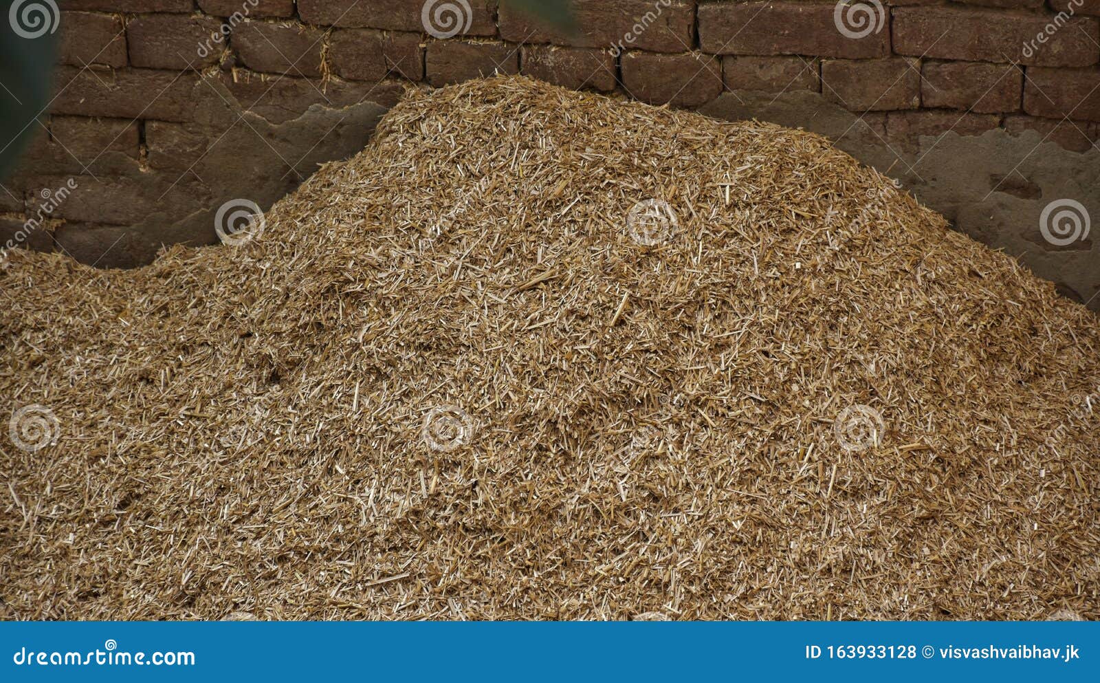 A Stalk or Stem of Wheat Called As Straw. Stock Photo - Image of ...