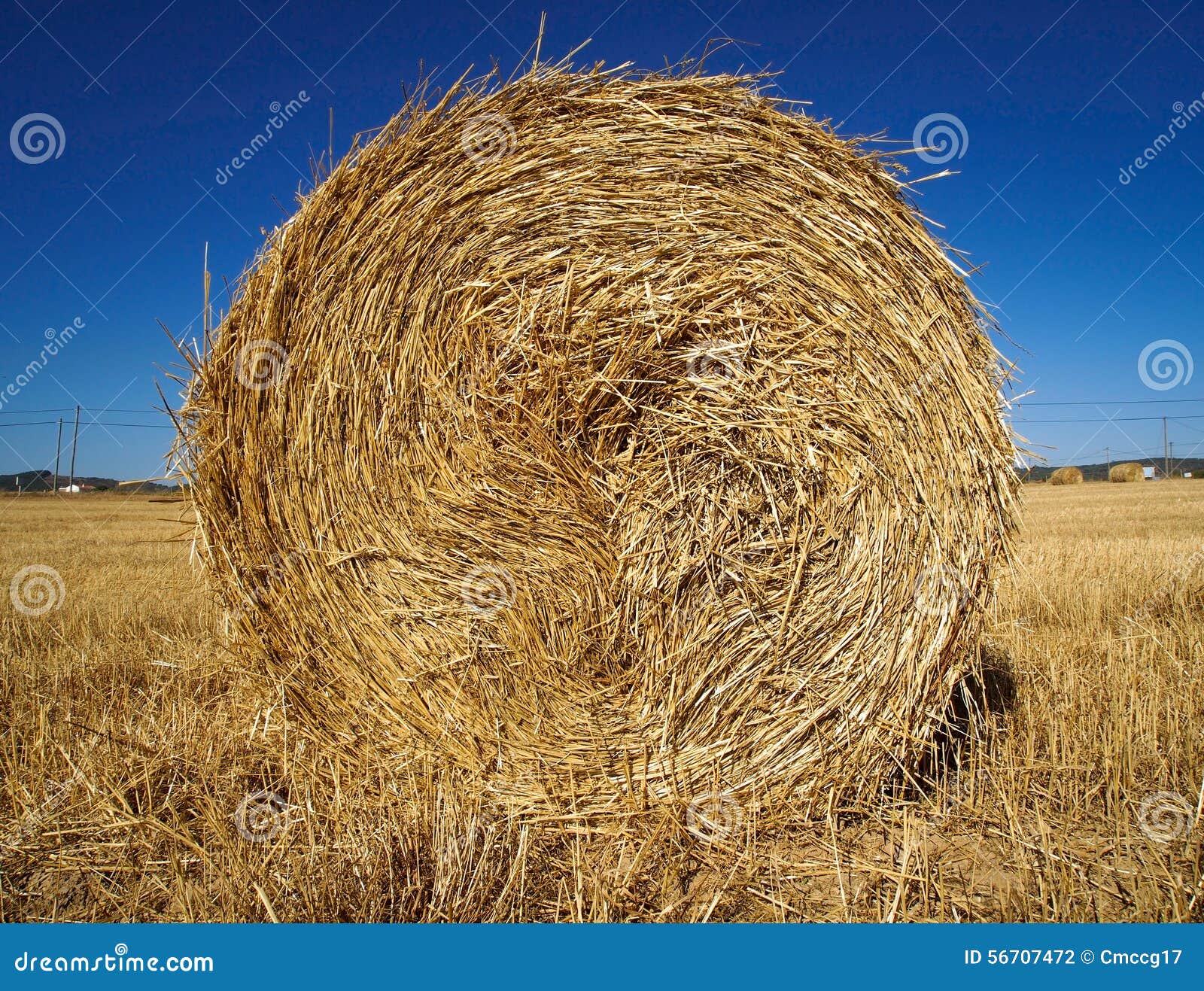Stalk of straw stock photo. Image of grow, countryside - 56707472