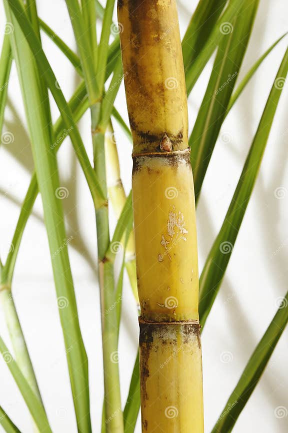 Stalk stock image. Image of sweet, sugar, thai, white - 46039007