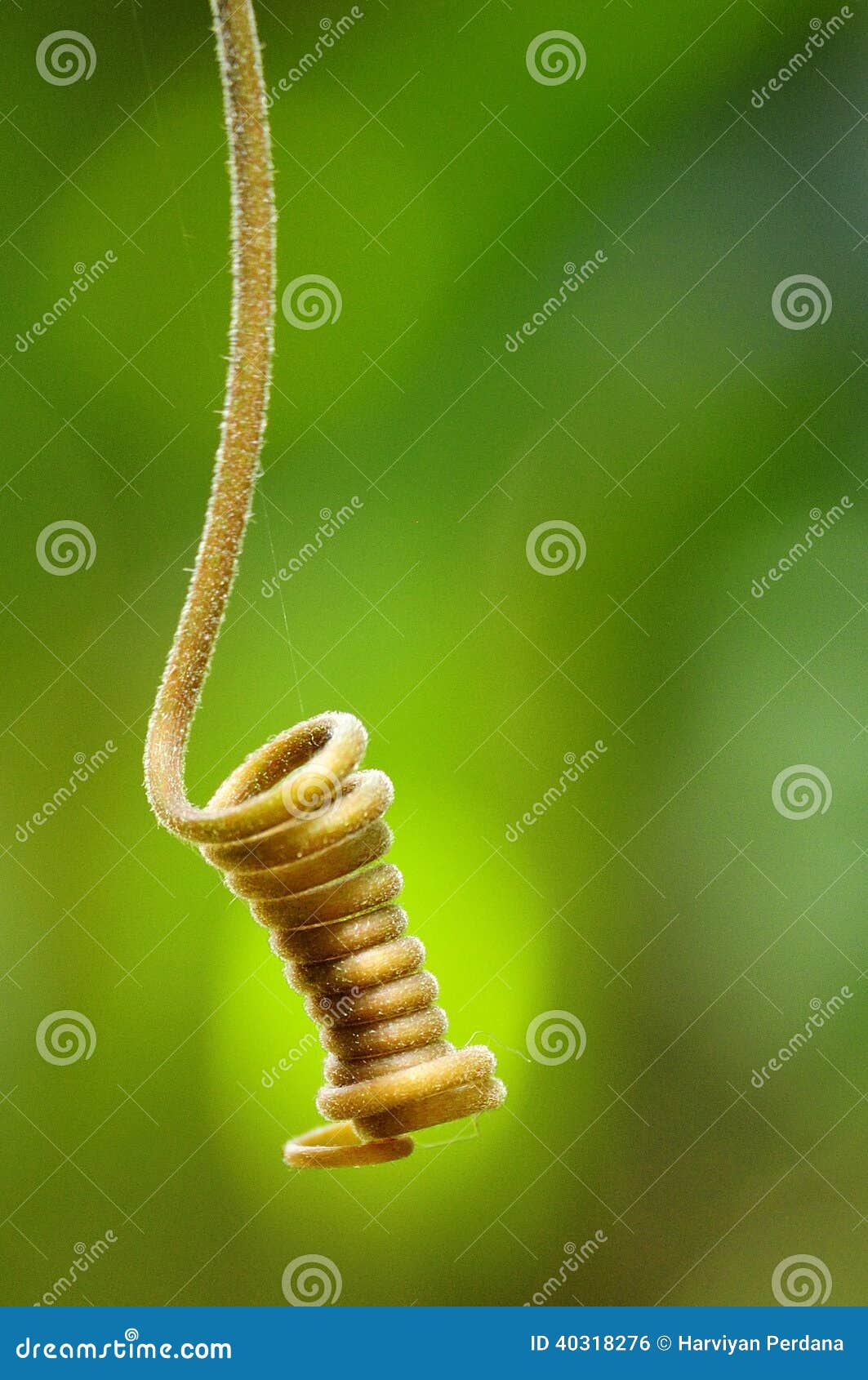 A stalk stock photo. Image of tall, unique, gardens, green - 40318276