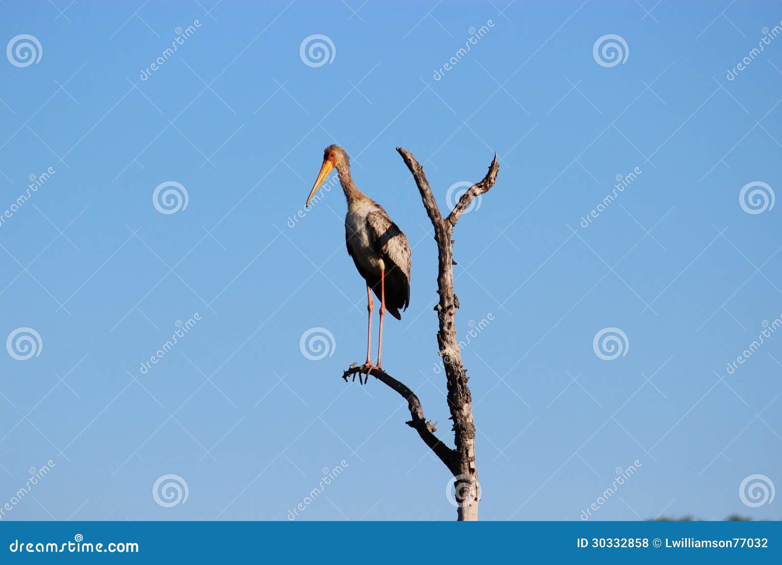 Stalk in a tree stock photo. Image of standing, skies - 30332858