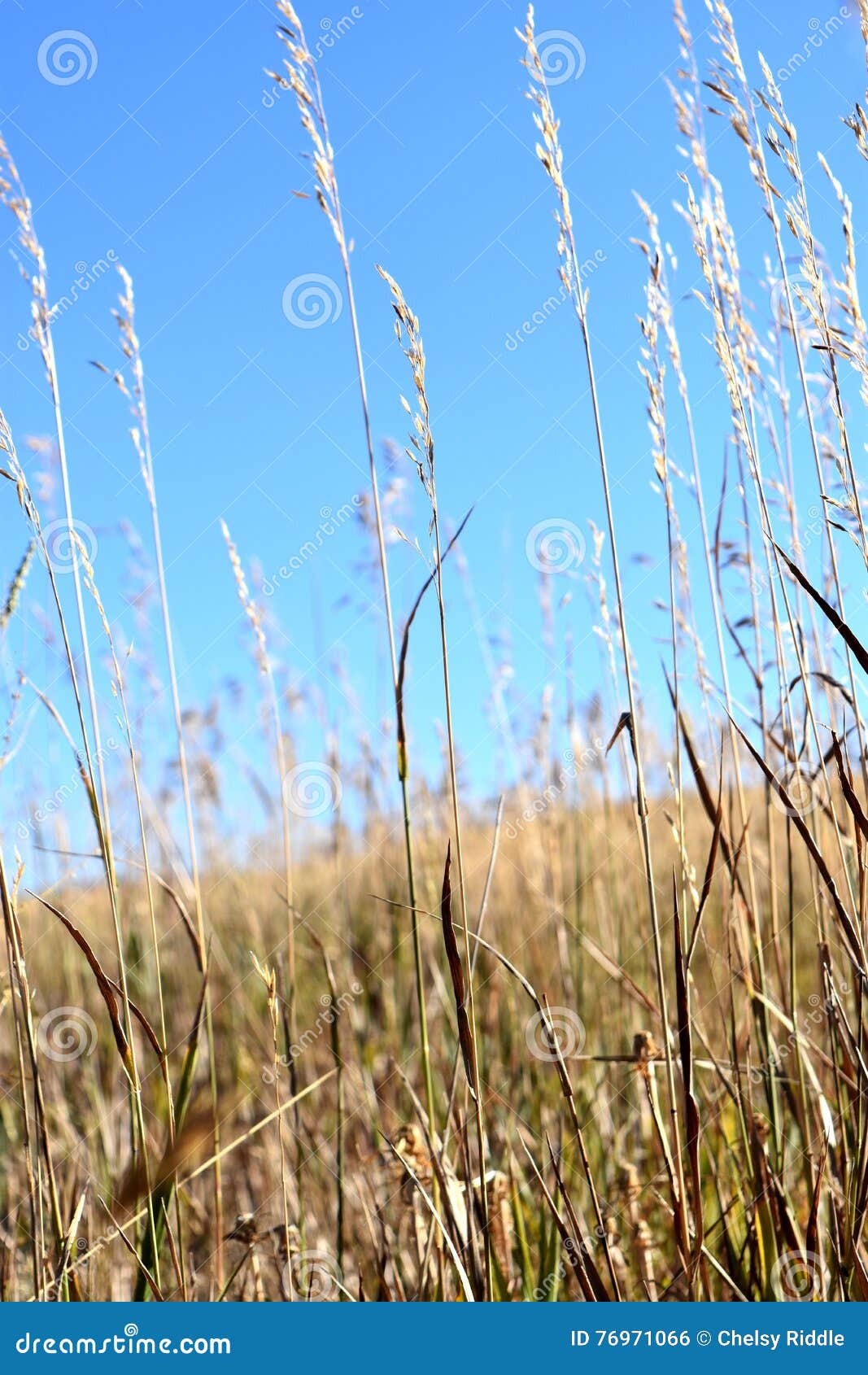 Stalk of wheat grass stock photo. Image of meadows, fall - 76971066