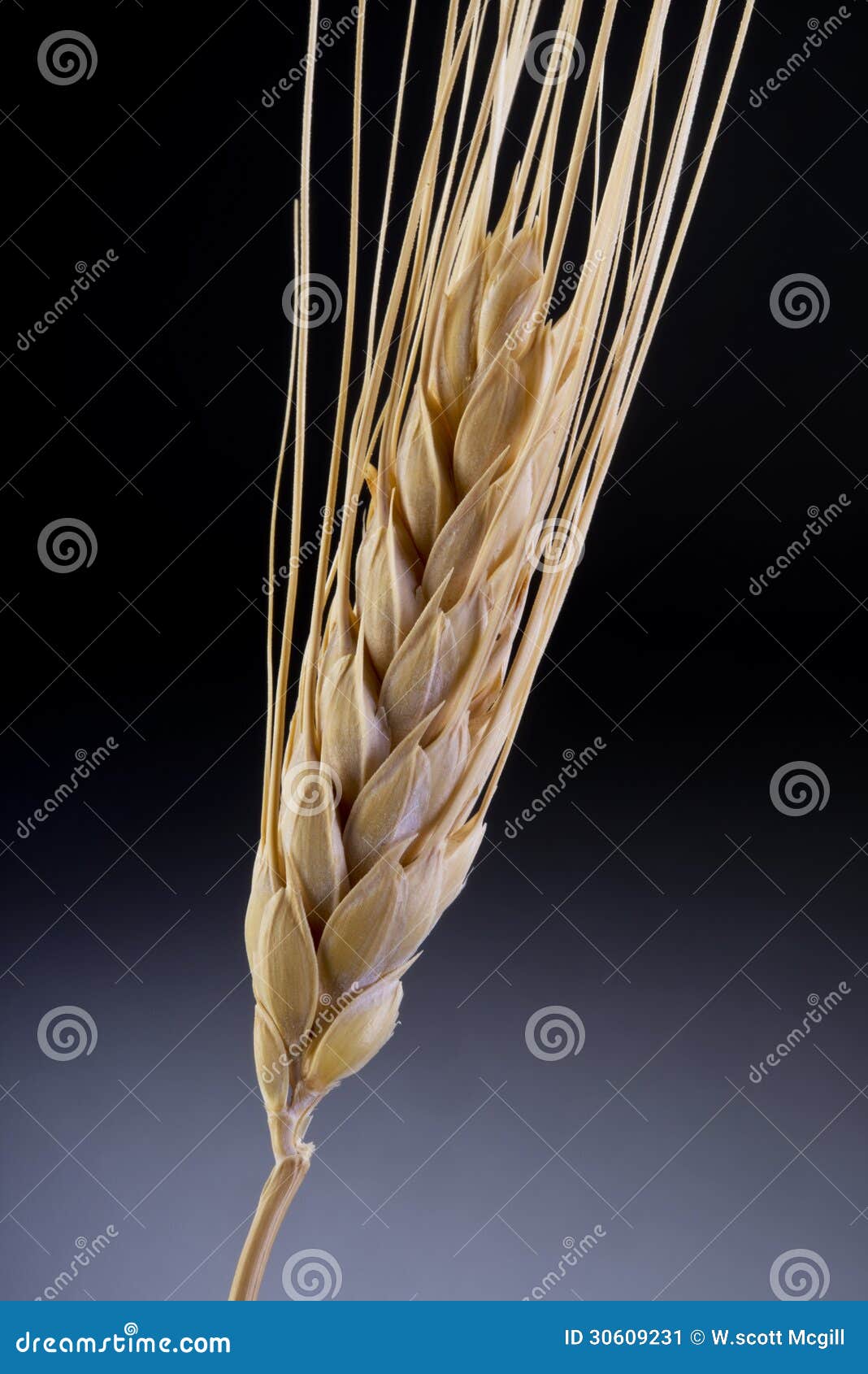 Stalk of wheat stock image. Image of yellow, ripe, agriculture - 30609231