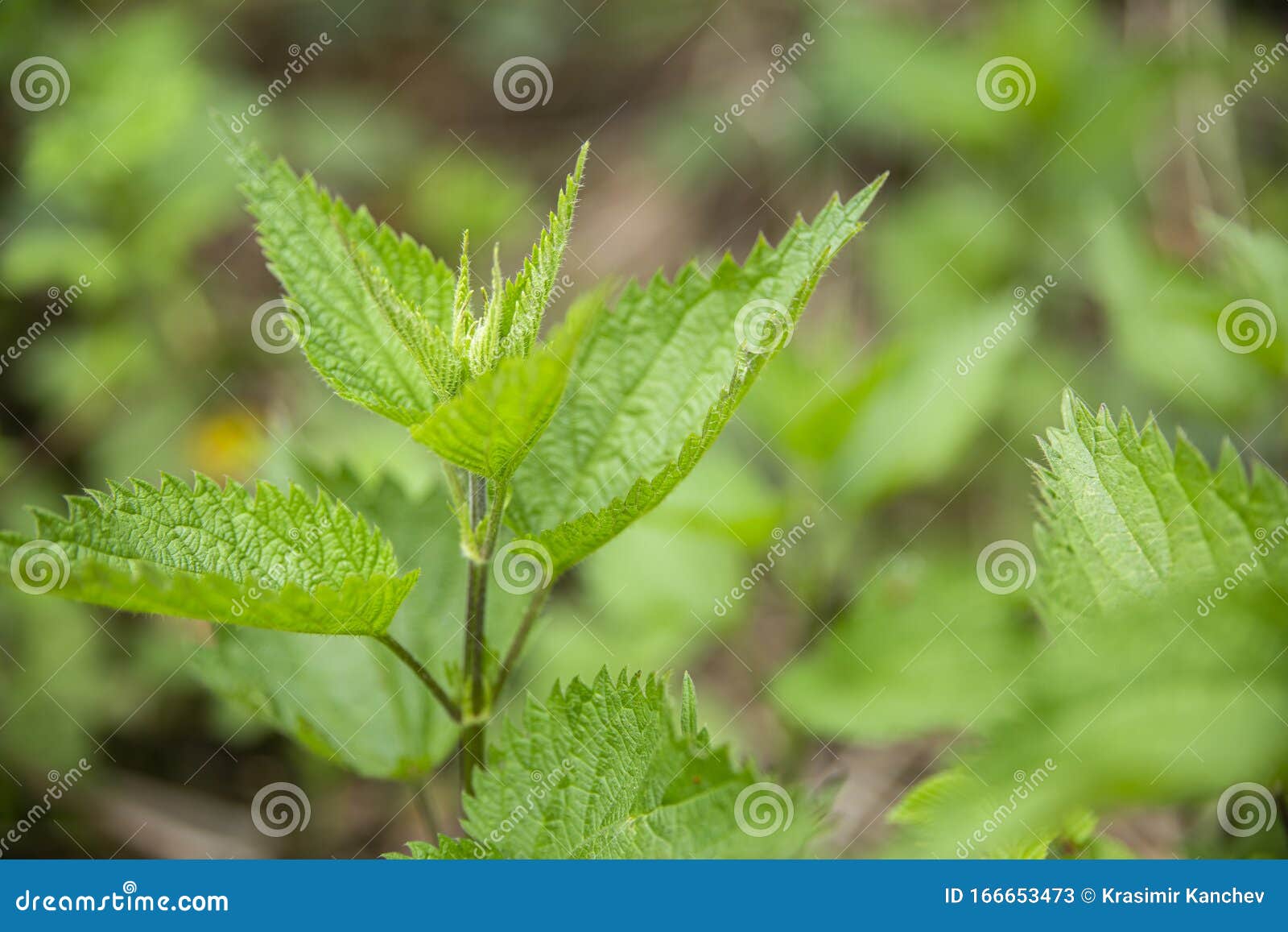 A Stalk of Young Nettles in the Forest. Stock Image - Image of color ...
