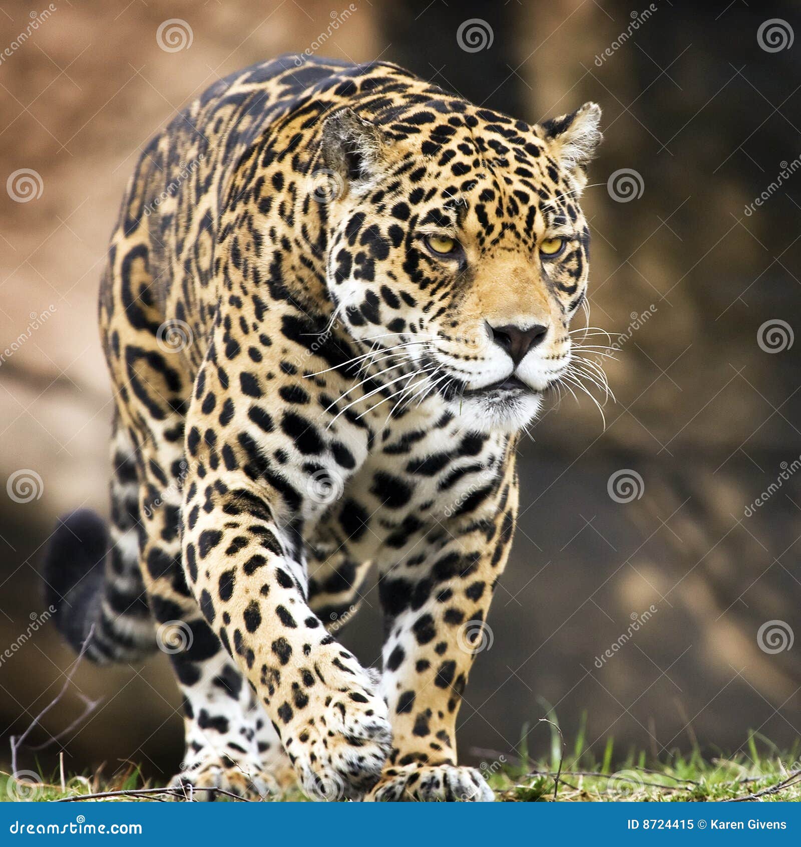 The Stalker stock image. Image of animal, mammal, jaguar - 8724415