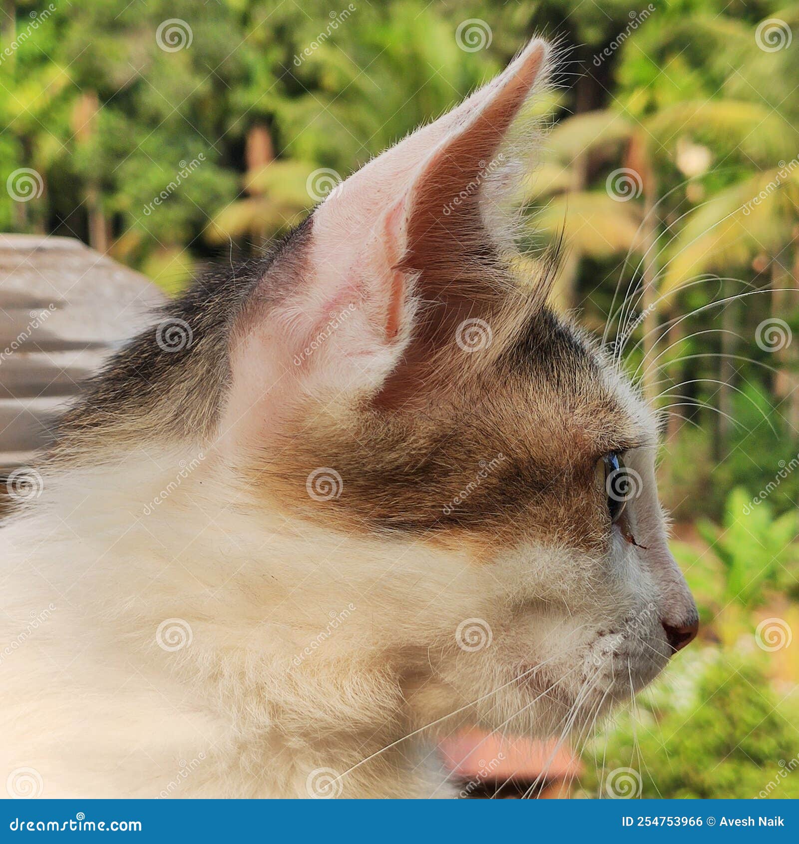 Stalker cat stock photo. Image of wildlife, stalker - 254753966