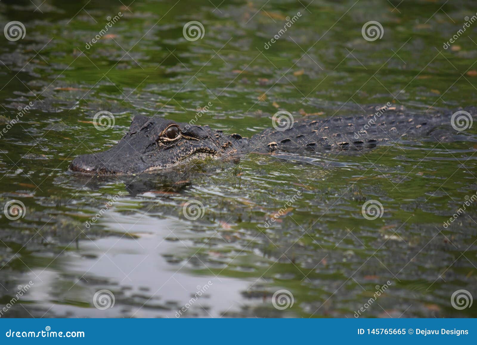 Stalking Alligator Moving through the Swamp and Bayou Stock Image ...