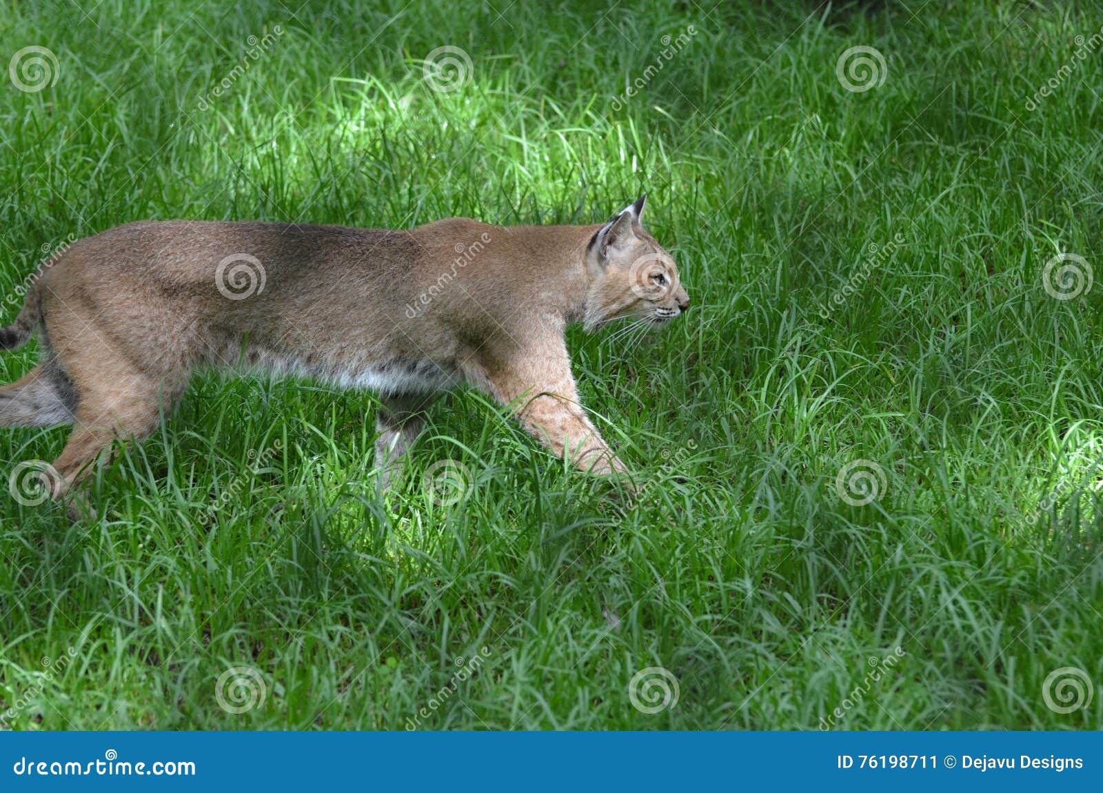 Stalking Bobcat stock image. Image of stalk, wild, stalking - 76198711