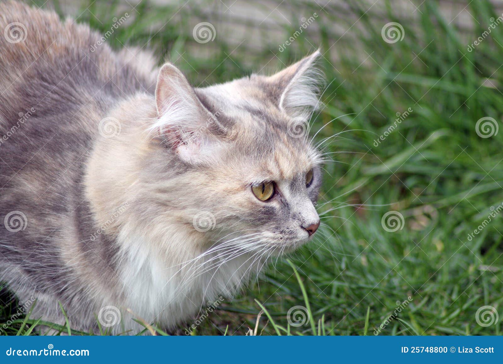 Stalking cat stock photo. Image of looking, pedigreed - 25748800