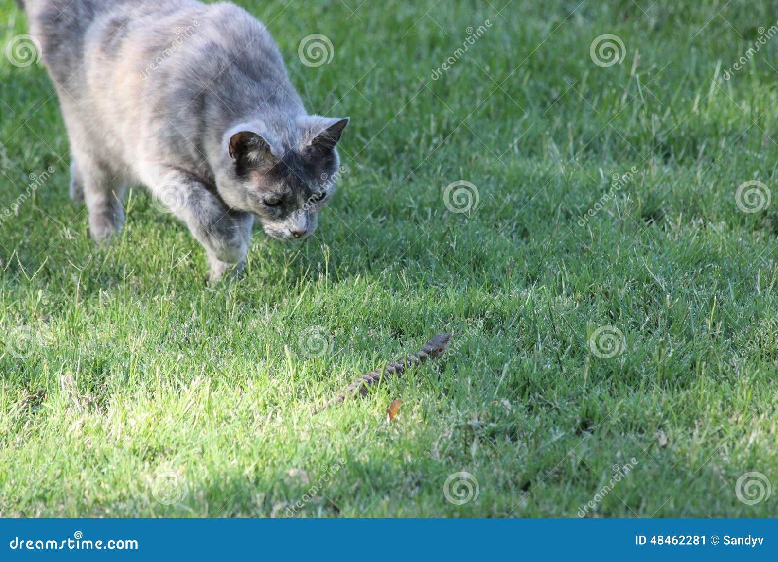 Stalking cat stock image. Image of stalks, pounce, stalking - 48462281