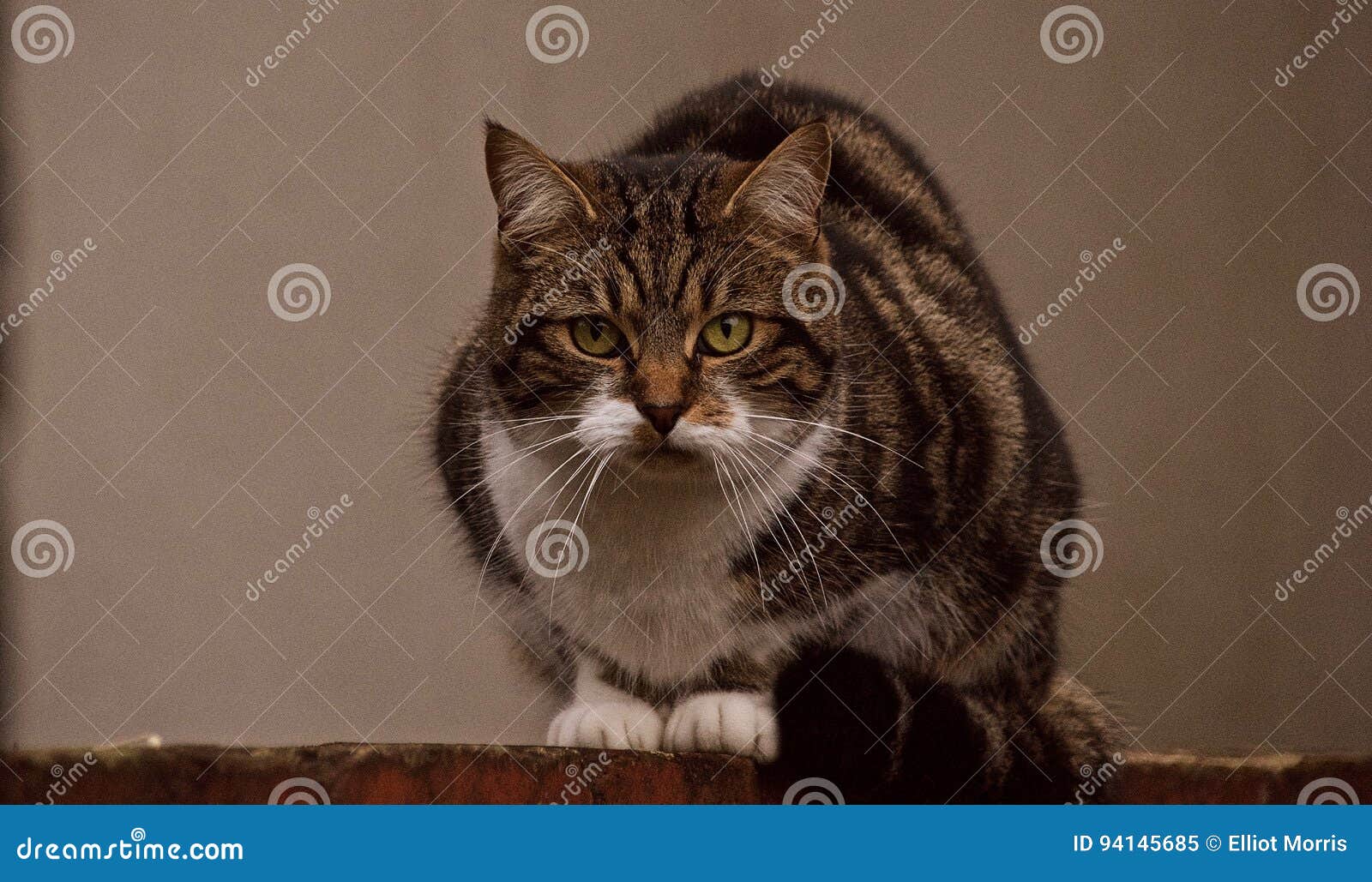 Stalking cat stock image. Image of posted, wall, spring - 94145685
