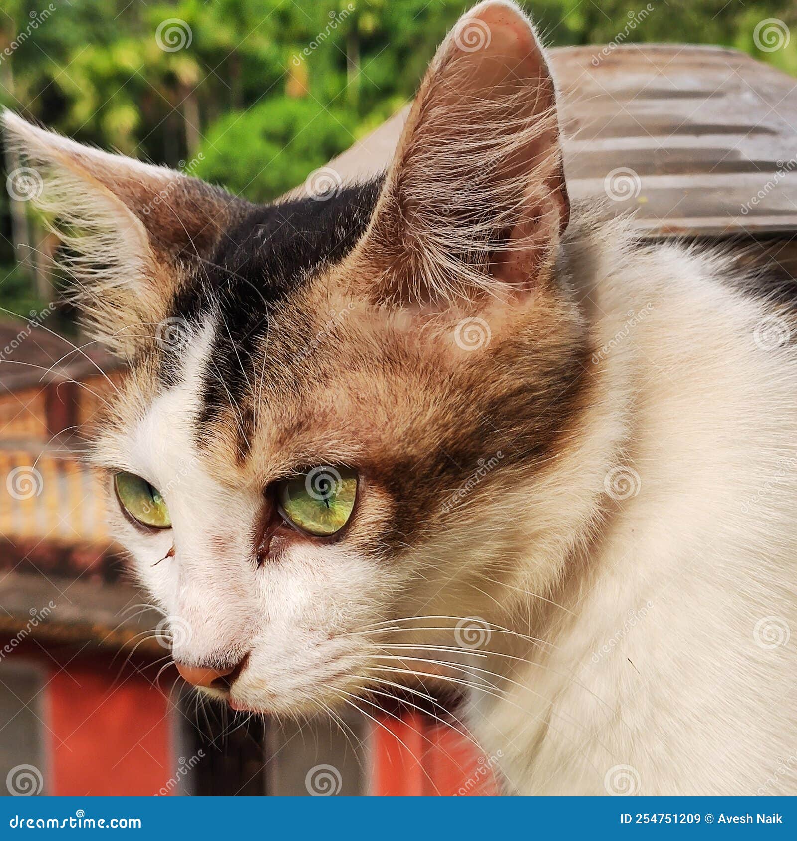 Stalking face of cat stock image. Image of stalking - 254751209