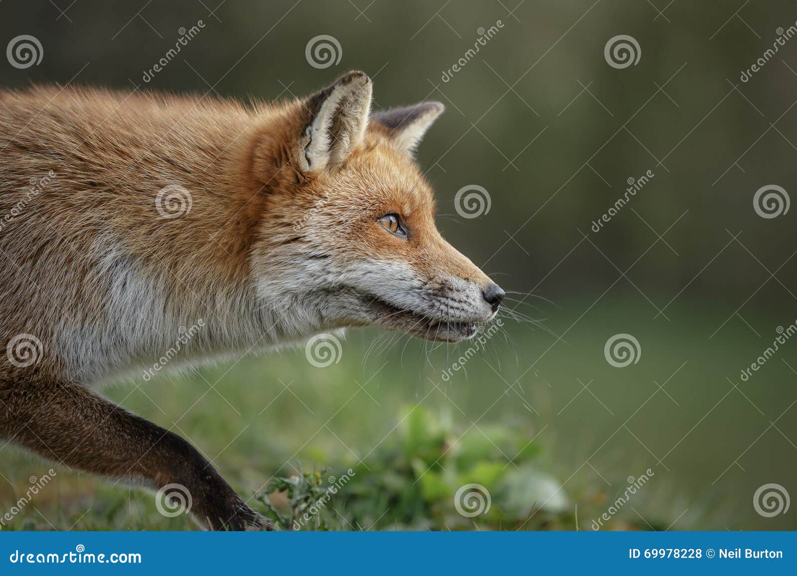 Stalking fox stock photo. Image of brown, beauty, canine - 69978228