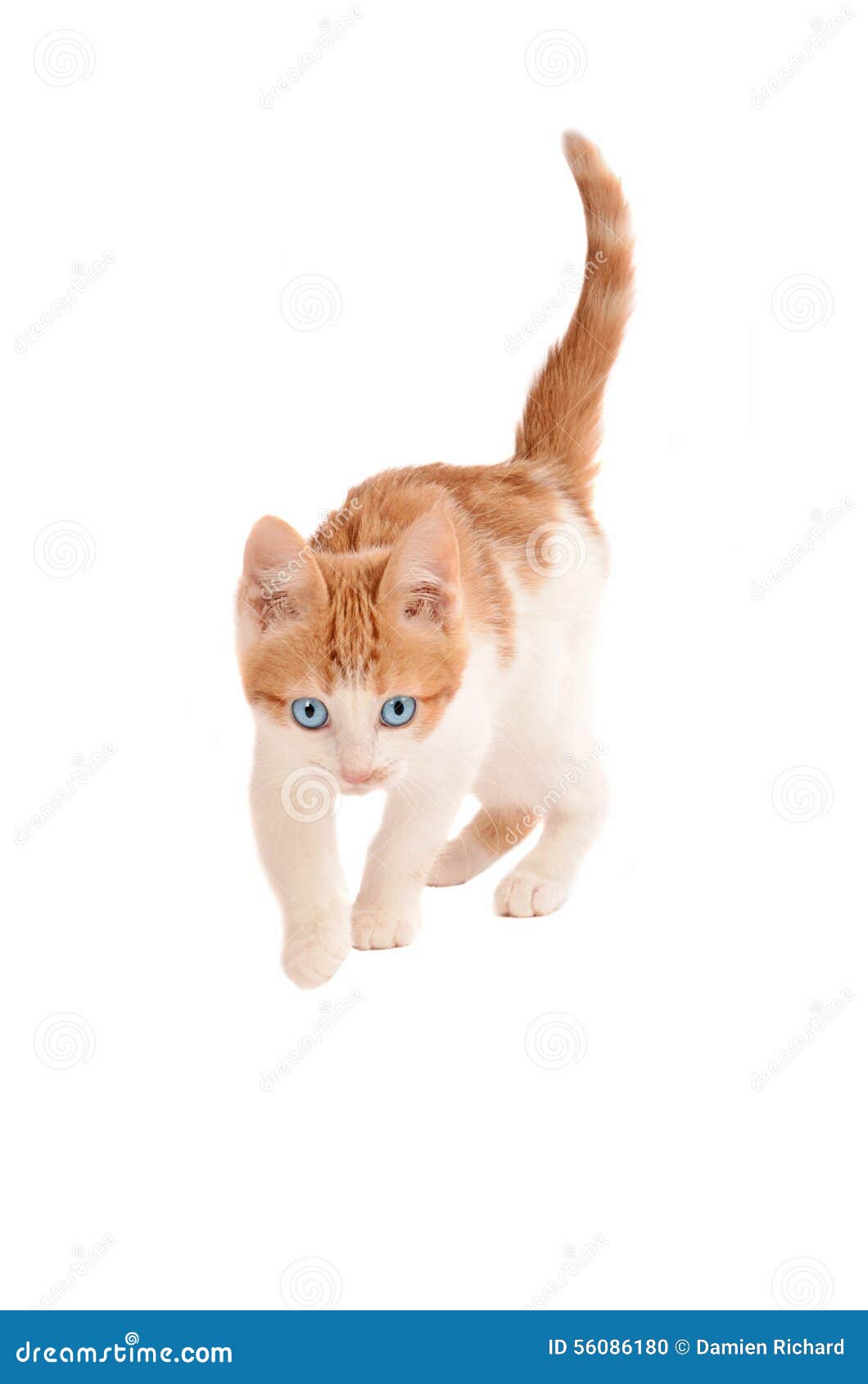 Stalking hunting kitten stock photo. Image of orange - 56086180
