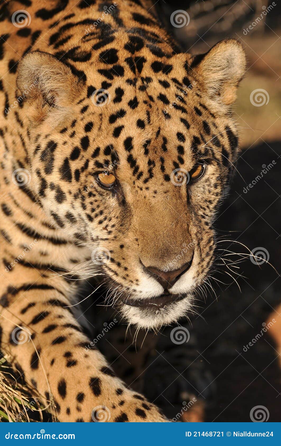 Stalking jaguar stock image. Image of close, hunter, apex - 21468721