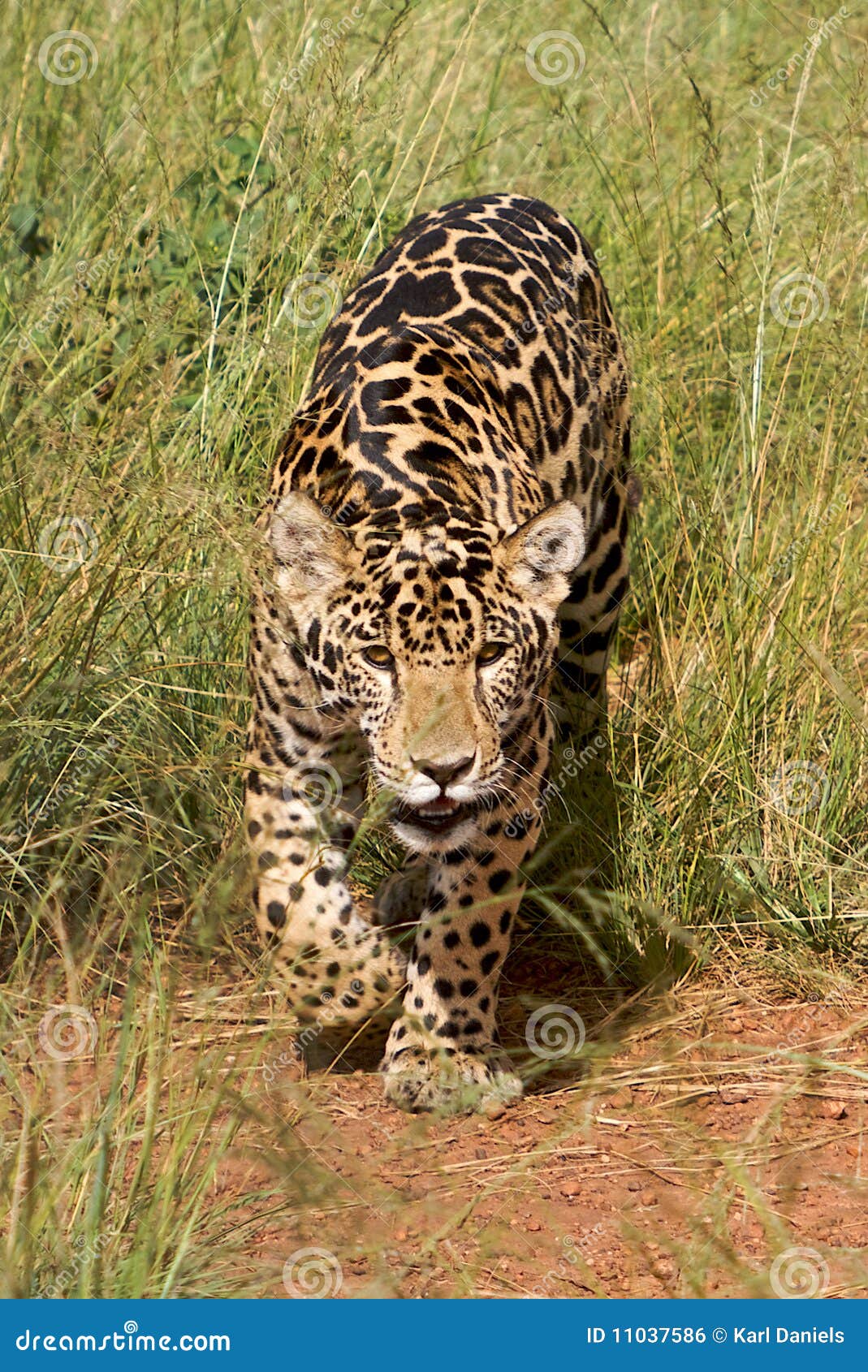 Stalking Jaguar Cub stock photo. Image of american, jaguar - 11037586