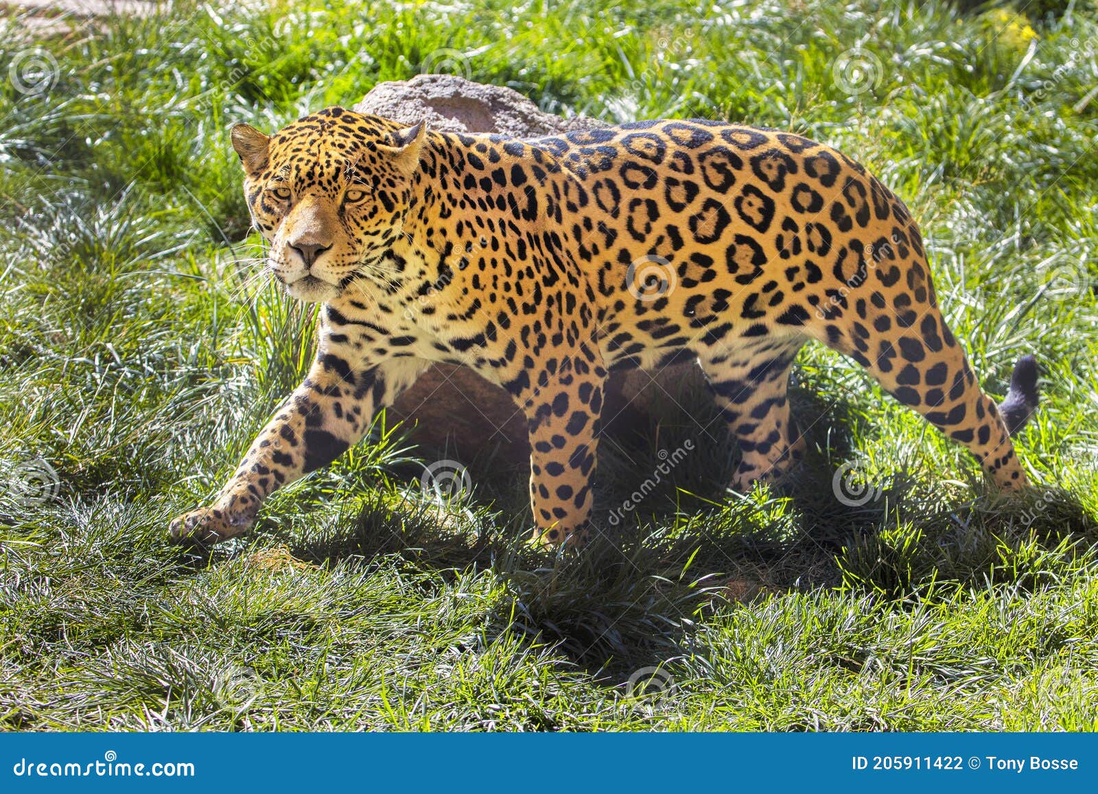Stalking Jaguar stock photo. Image of animal, wildlife - 205911422