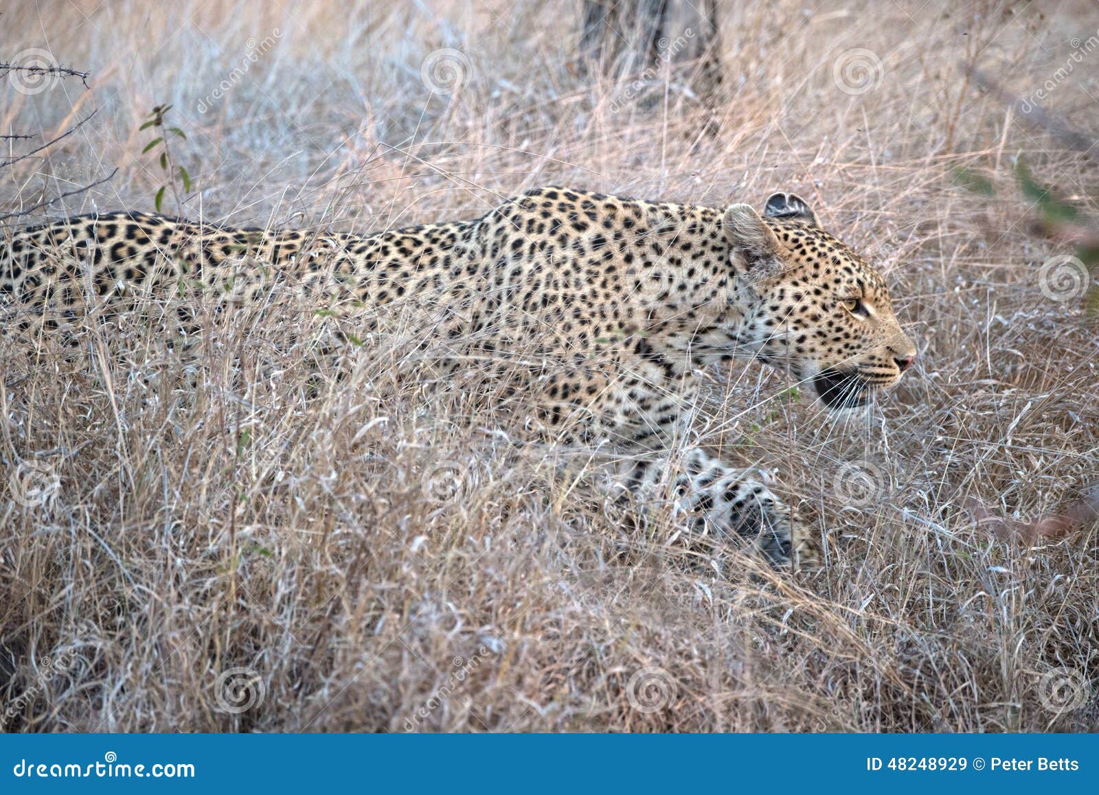 Stalking Leopard stock image. Image of wary, leopard - 48248929