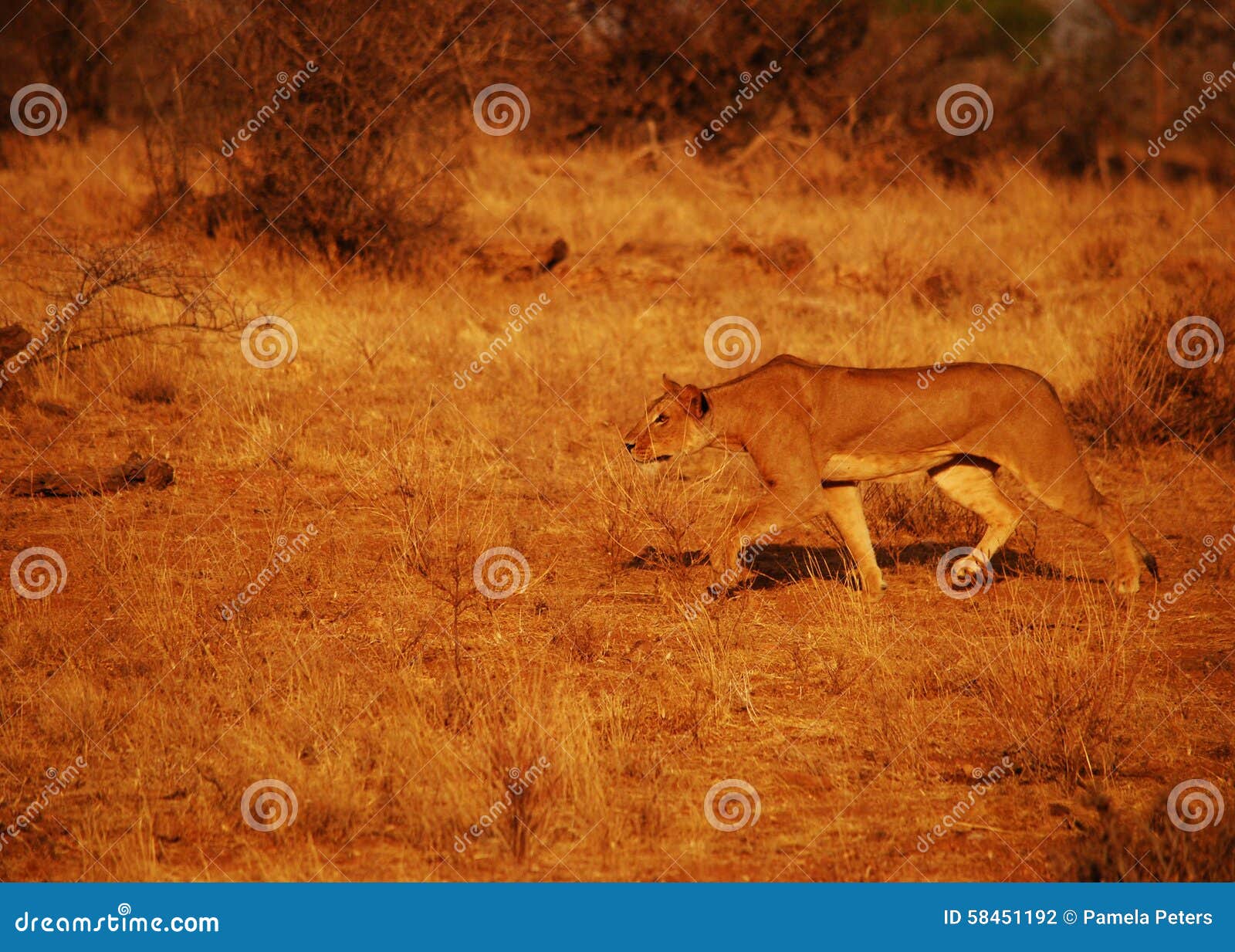 Stalking stock photo. Image of equator, samburu, reticulated - 58451192