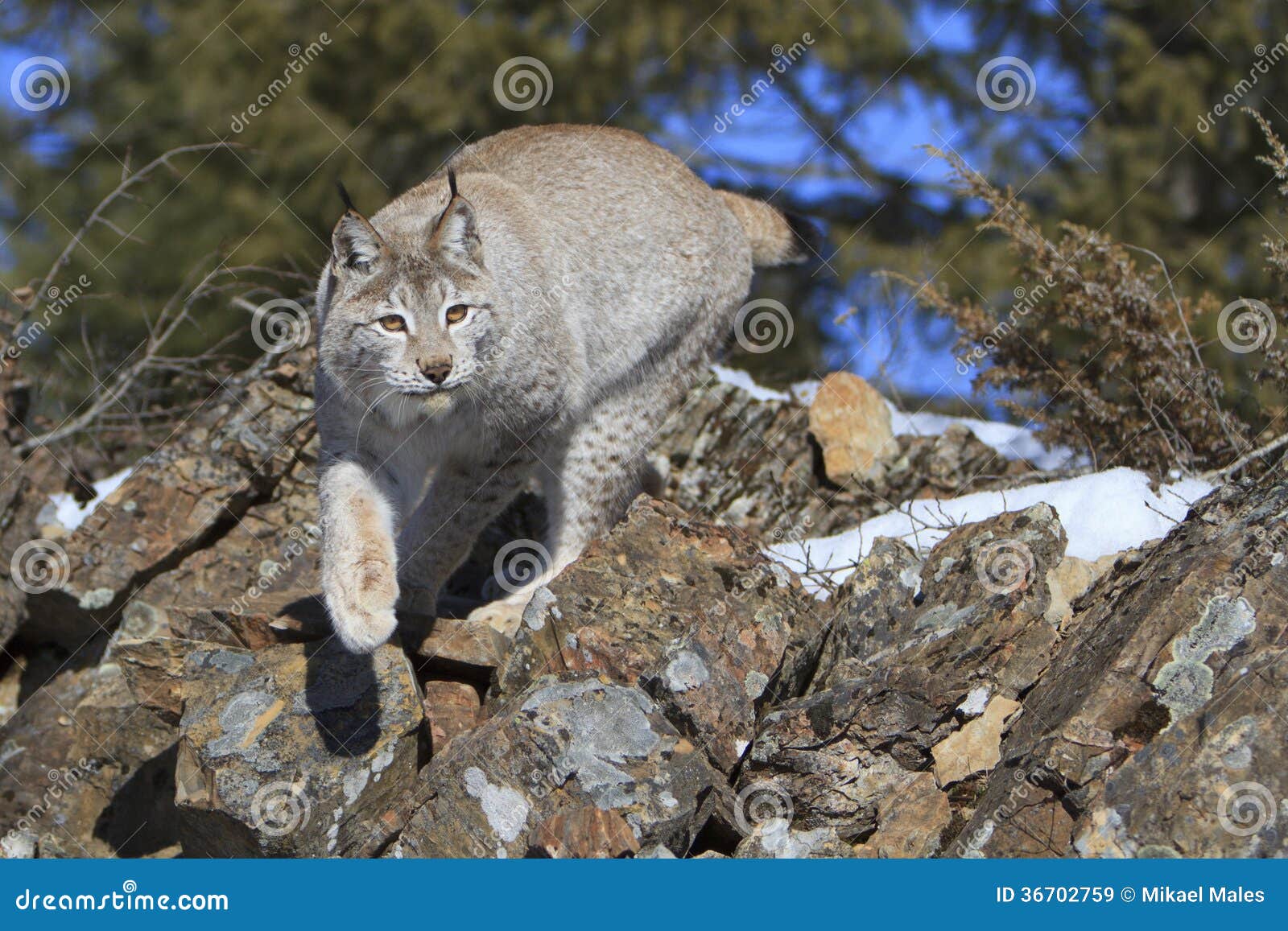 Stalking on prey stock image. Image of prey, mountains - 36702759