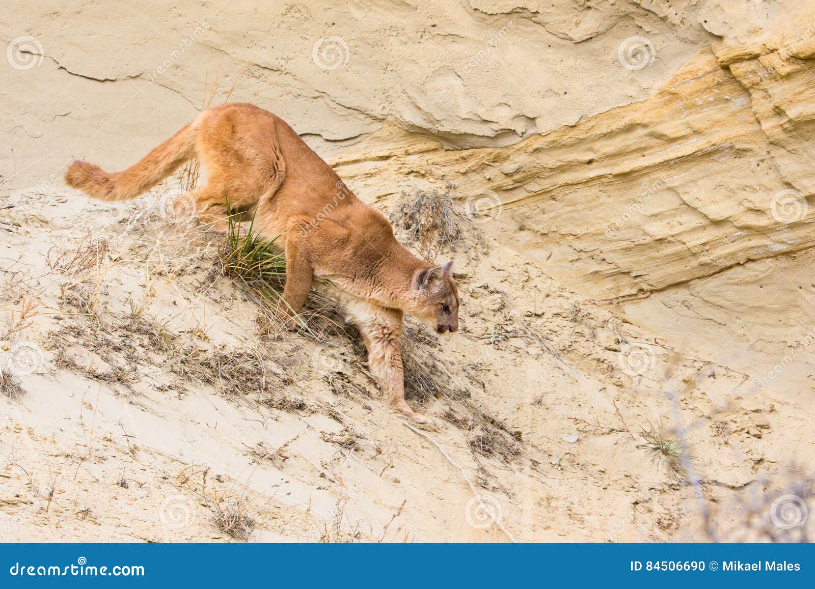 Stalking puma stock photo. Image of carnivore, power - 84506690