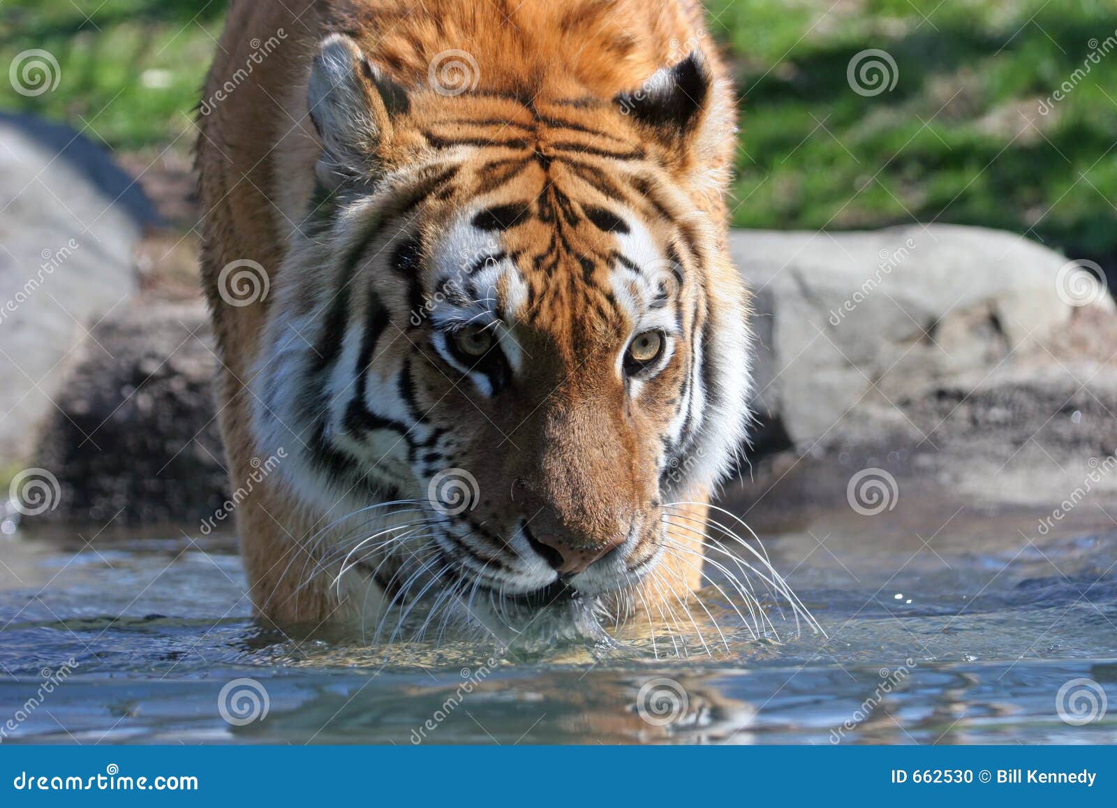 Stalking Siberian Tiger stock photo. Image of creatures - 662530