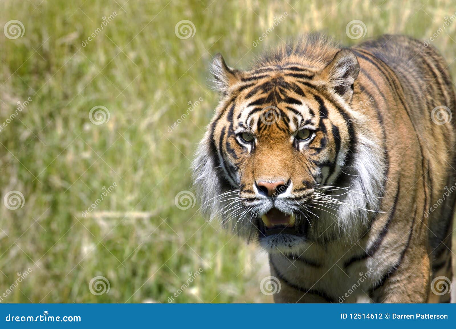 Stalking Tiger stock photo. Image of wild, striped, hunting - 12514612