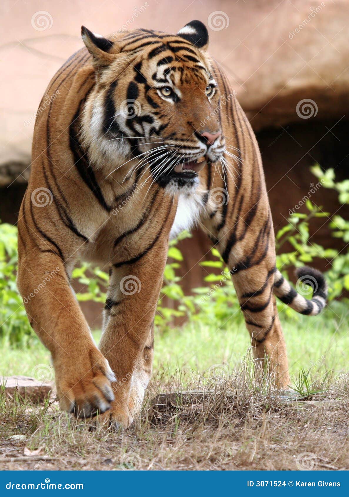 Stalking Tiger stock photo. Image of stalking, wildlife - 3071524