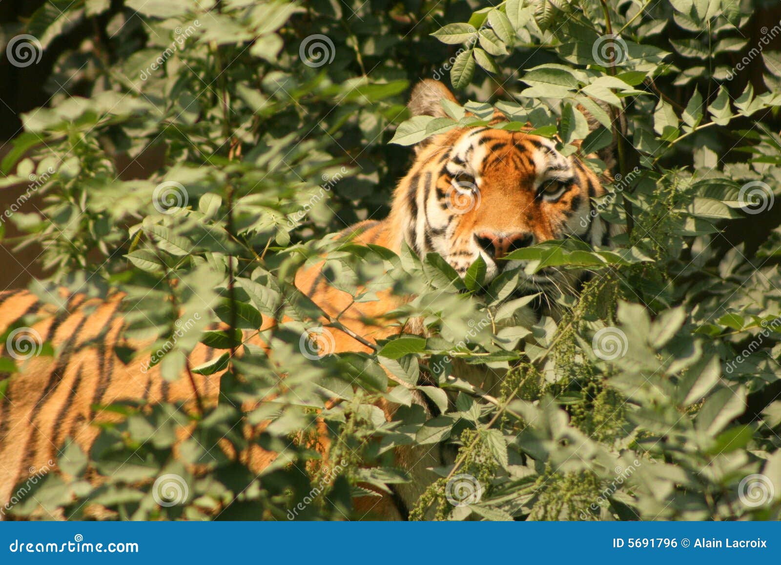 455 Tiger Hiding Photos - Free & Royalty-Free Stock Photos from Dreamstime