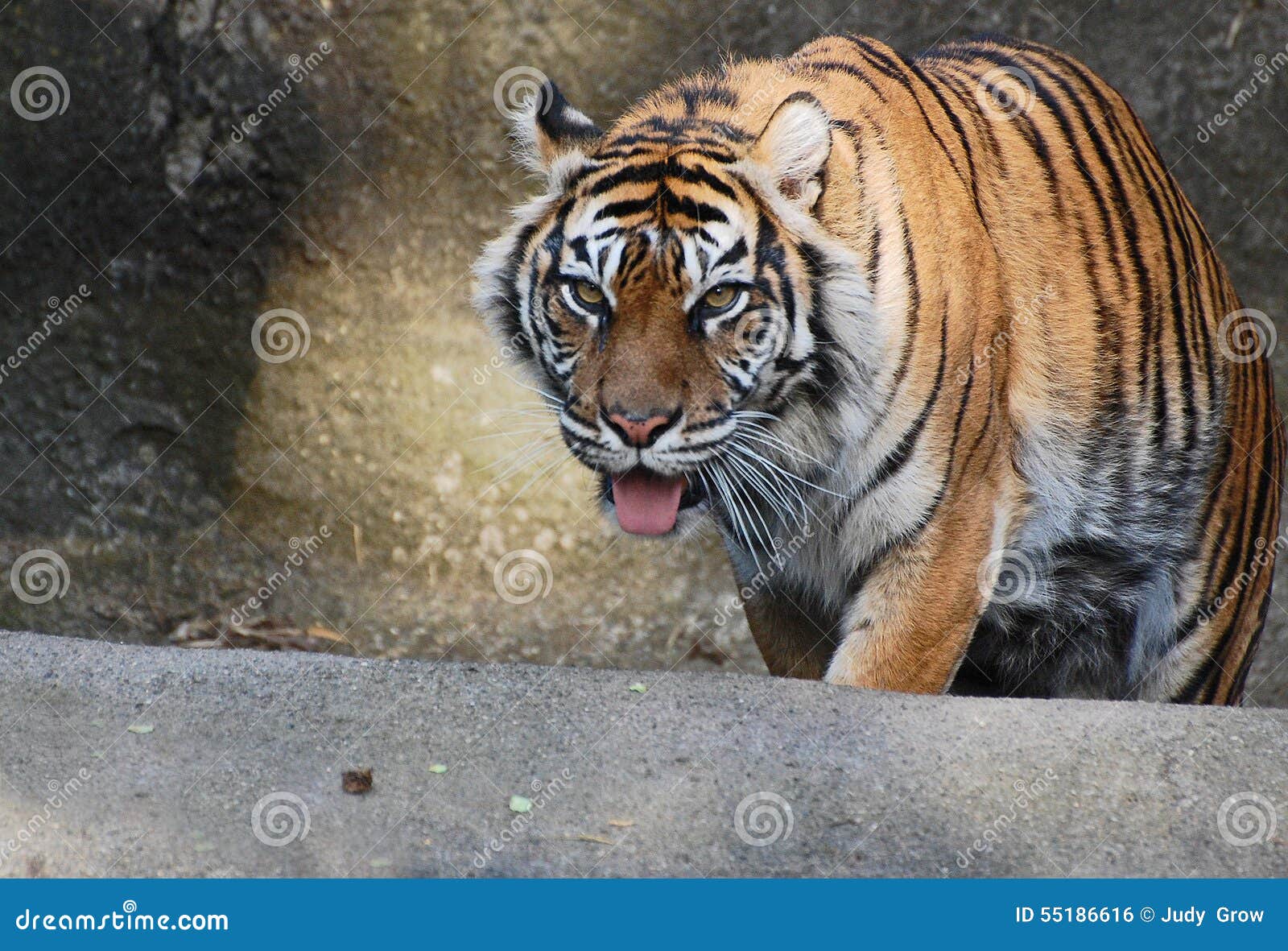 Stalking tiger stock photo. Image of carnivore, sumatran - 55186616
