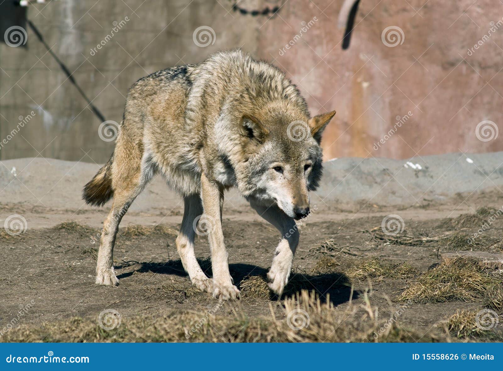 Stalking wolf stock photo. Image of stroll, predator - 15558626