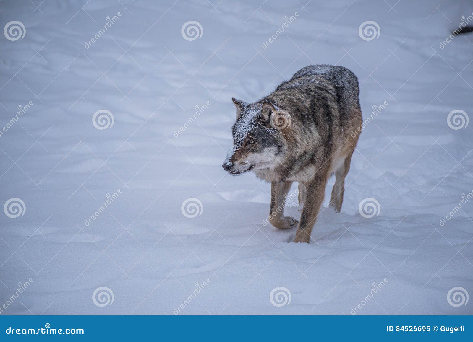 Stalking Wolf stock image. Image of focused, cold, snow - 84526695