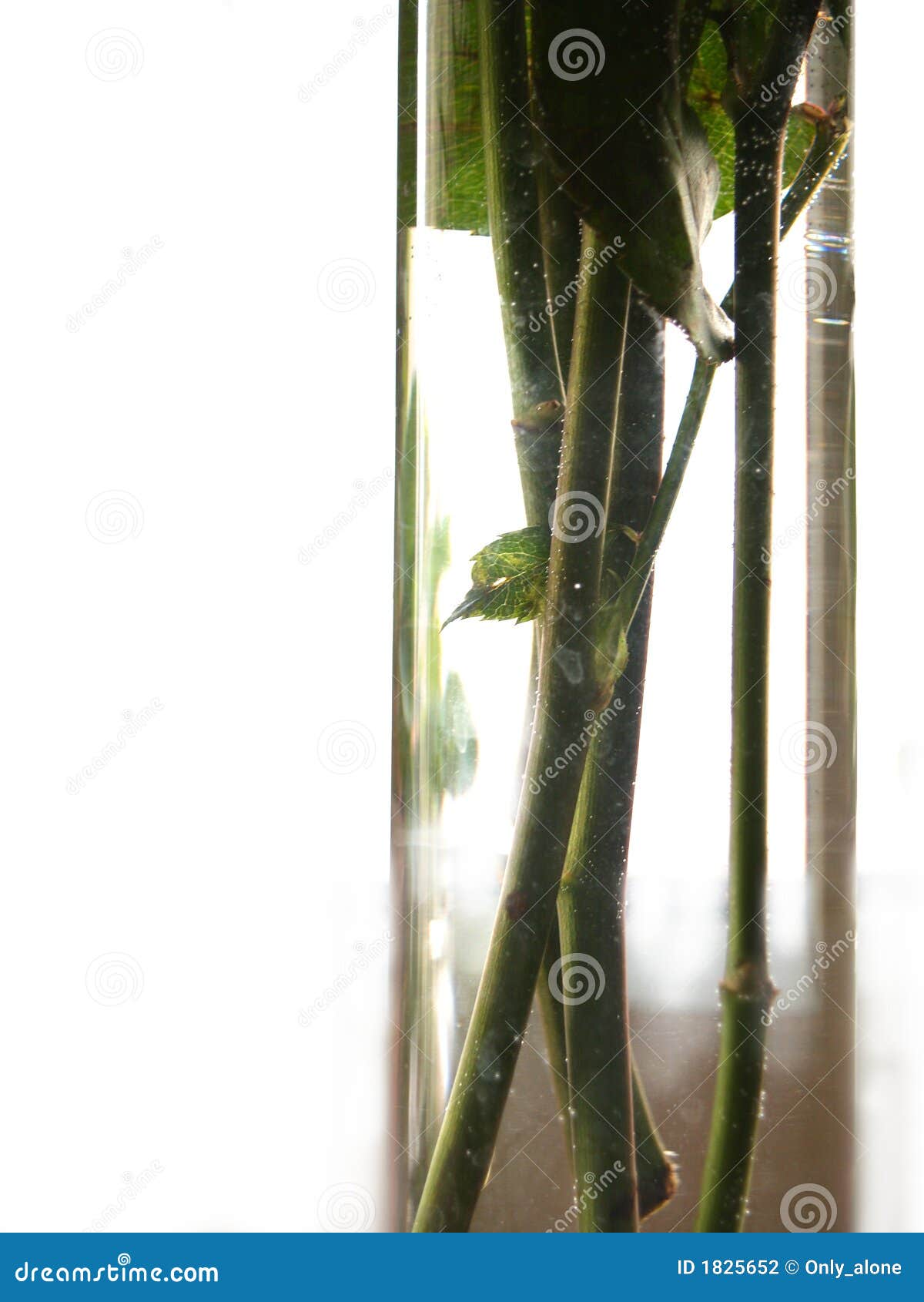 Stalks stock photo. Image of objects, flowers, fresh, glass - 1825652