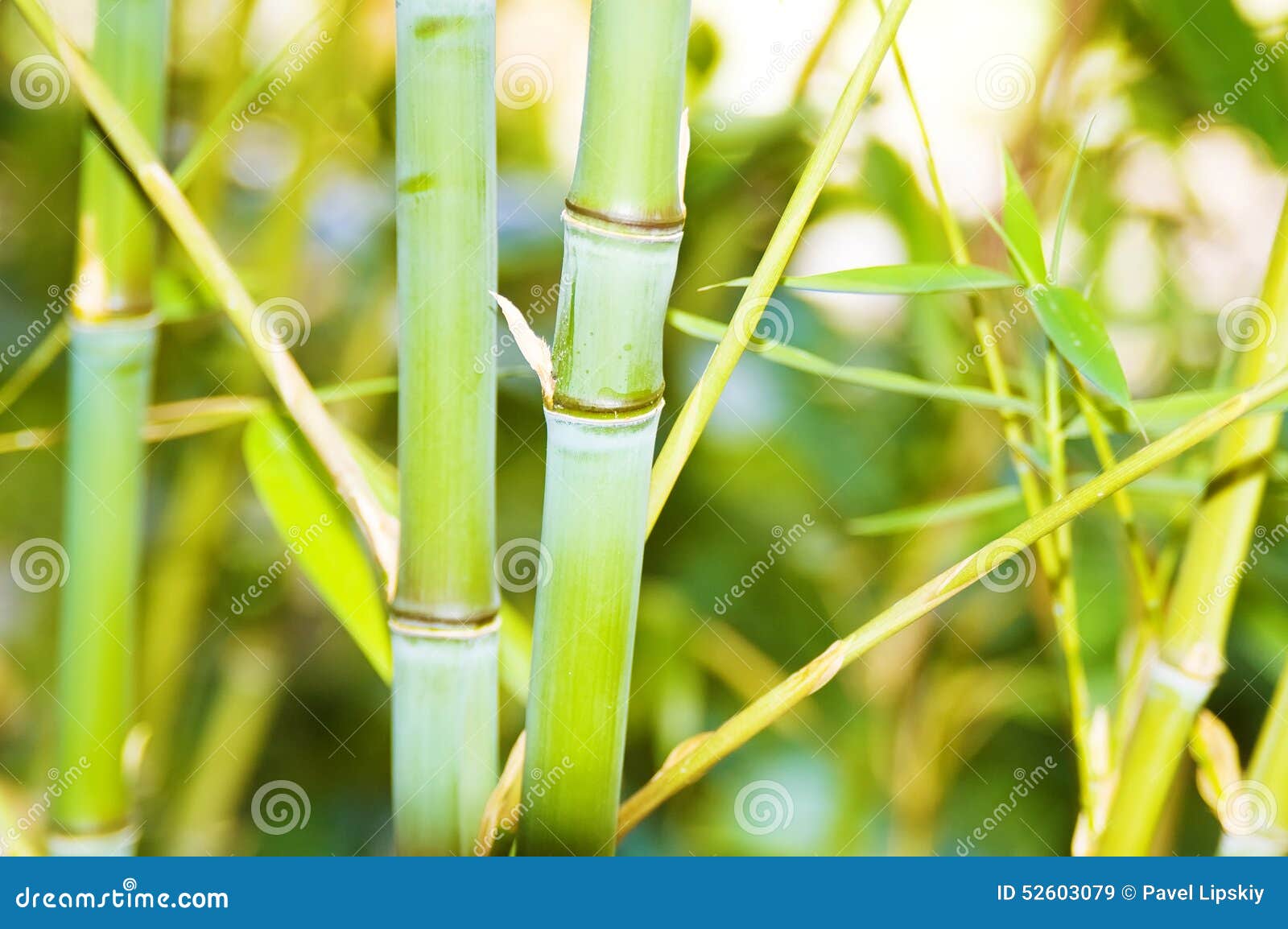 Stalks of bamboo stock image. Image of botanical, green - 52603079