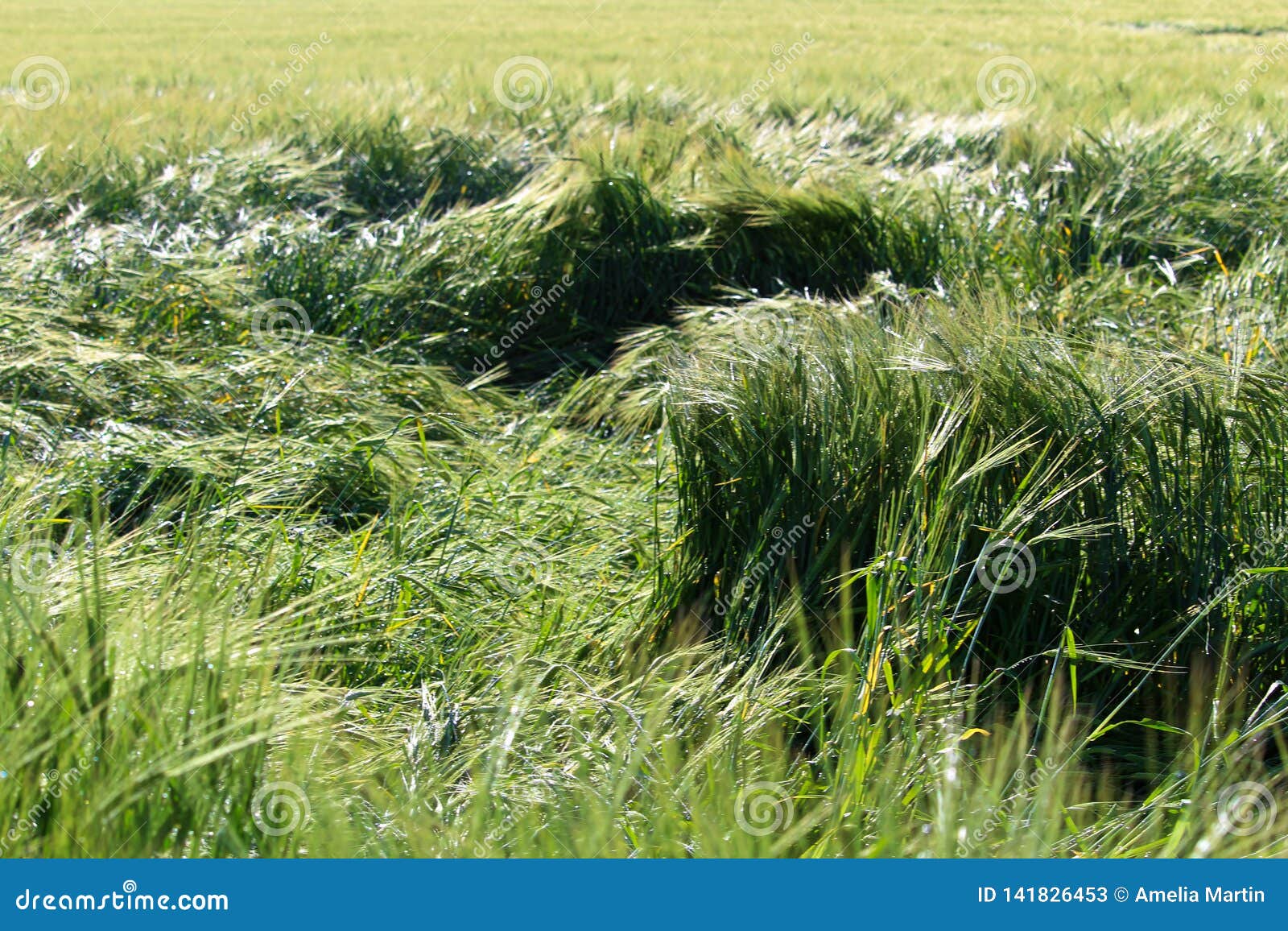 Stalks Barley Stock Images - Download 962 Royalty Free Photos