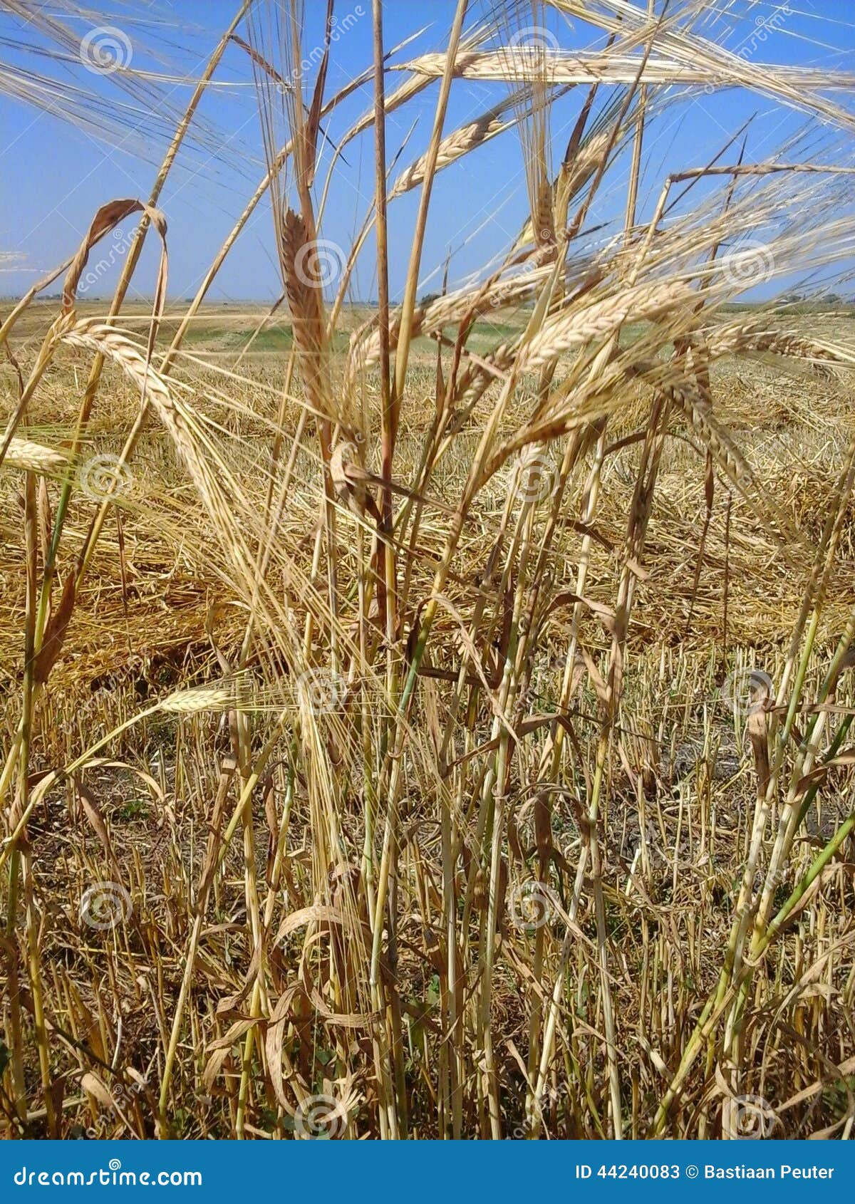 Stalks of barley stock image. Image of agriculture, beer - 44240083