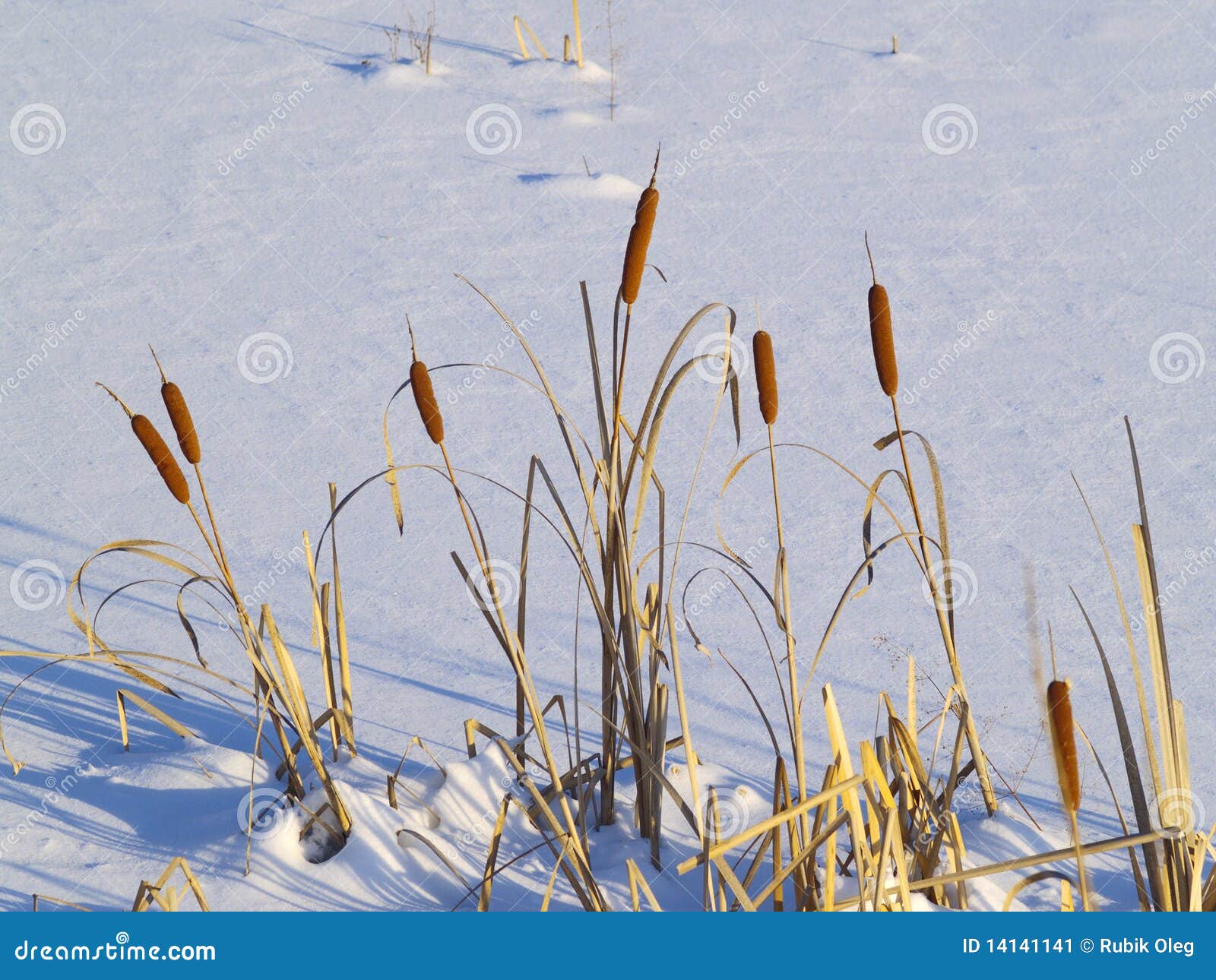 Stalks cattail in snow stock image. Image of evening - 14141141